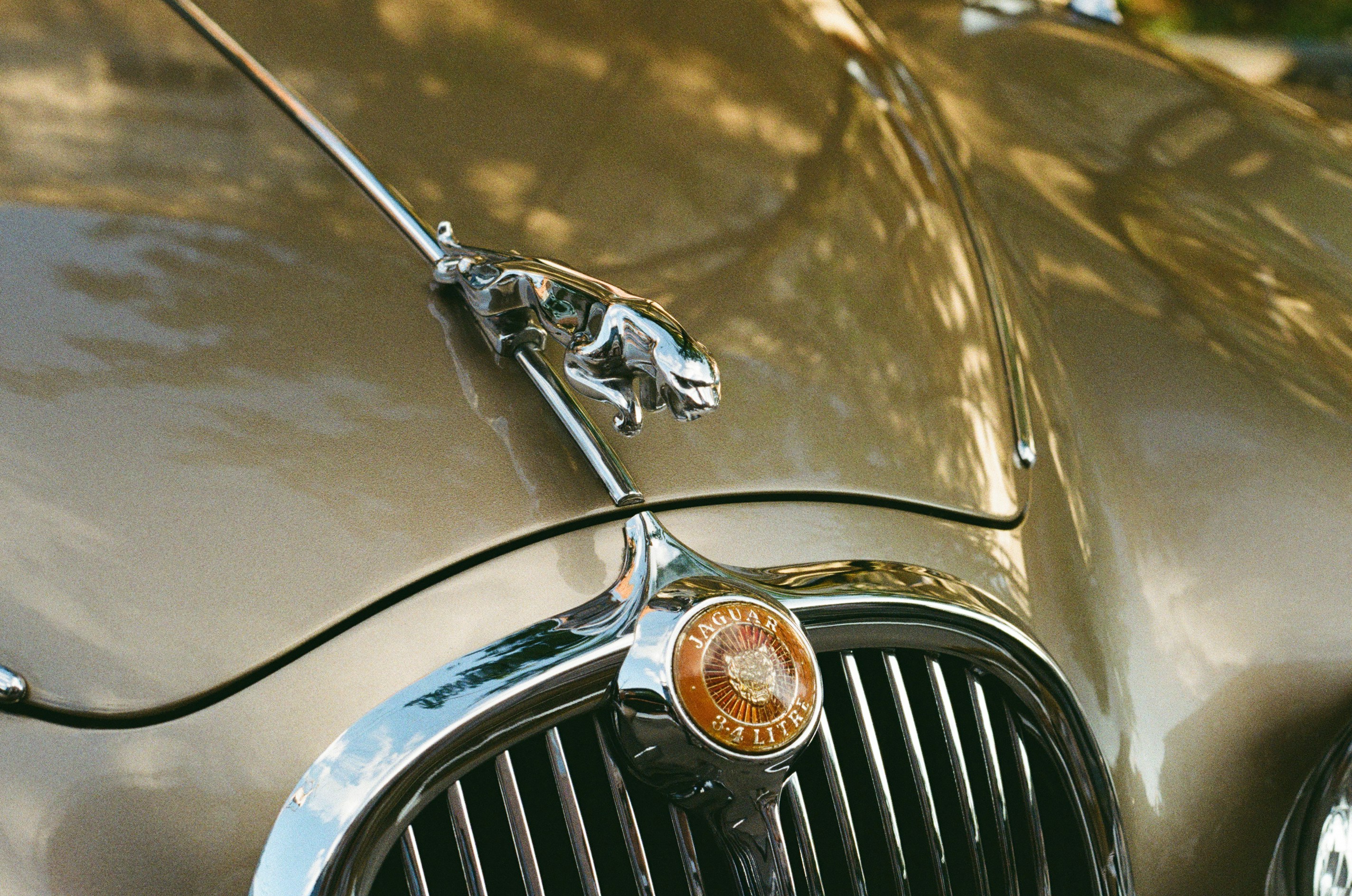 Chrome Gratitude: A Jaguar Hood Emblem Framed by Vintage Curves