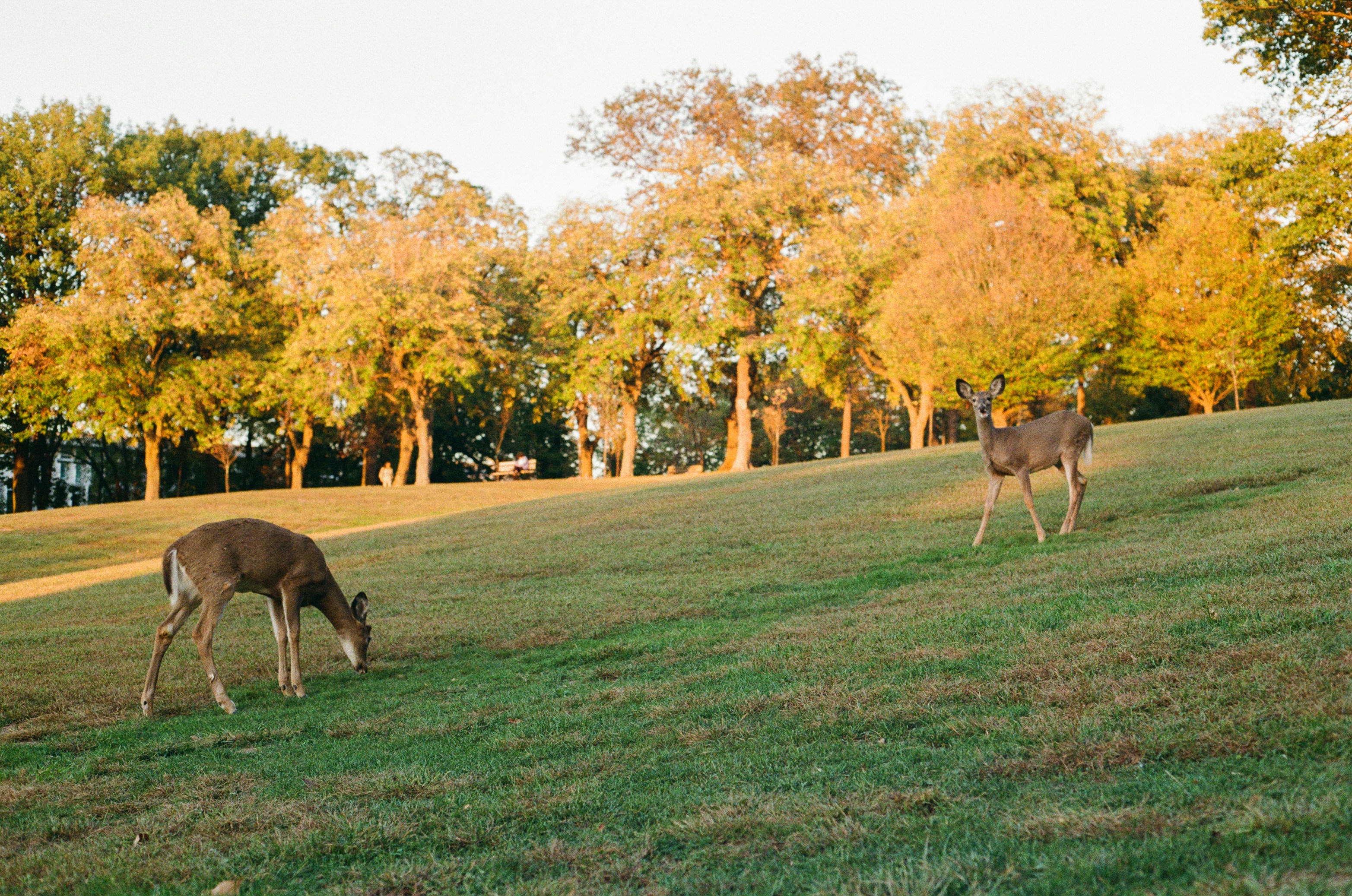 Hushed Edge of the Hill: A Pair of Deer at Dusk