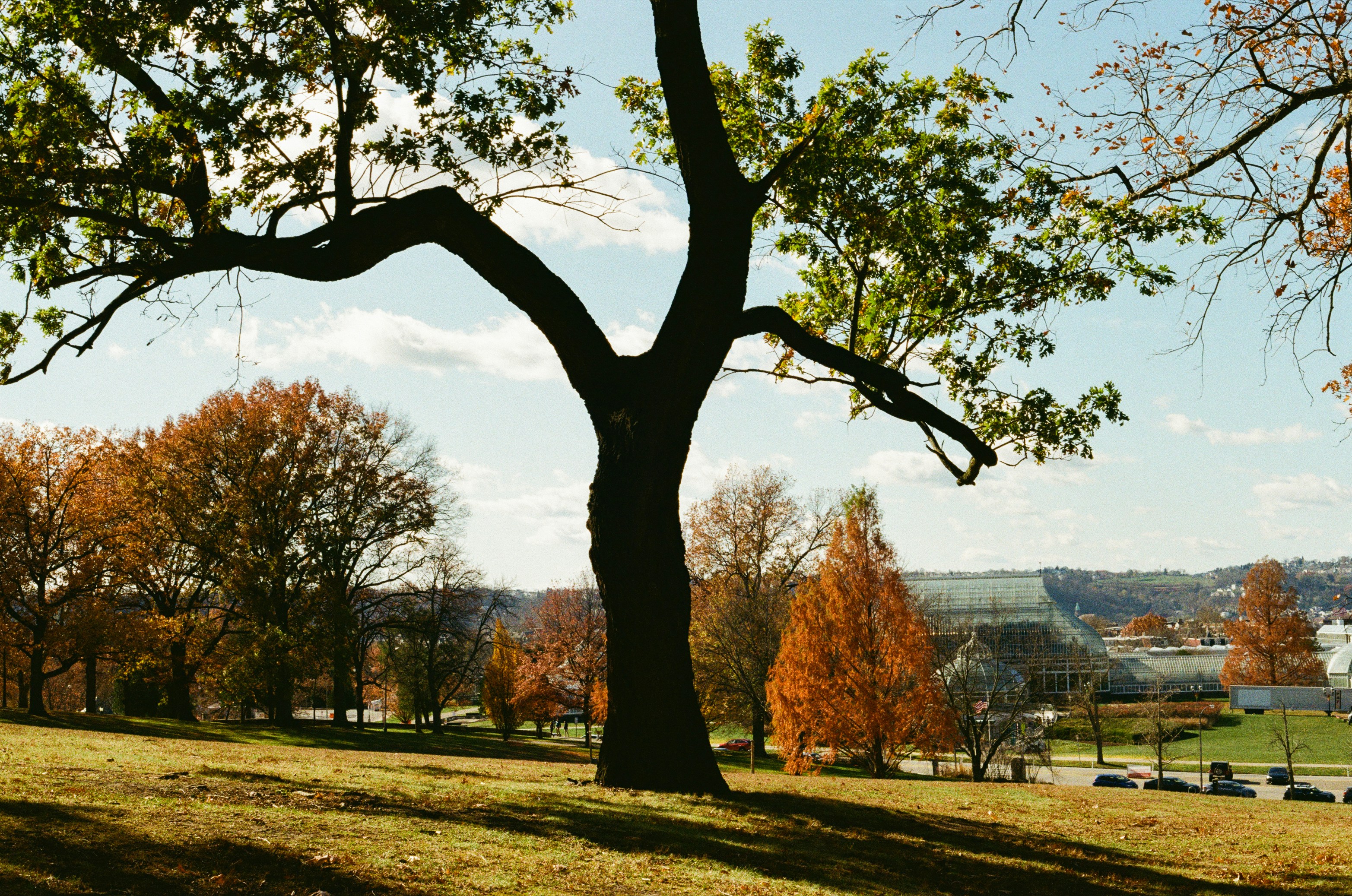 Autumn Silhouette: The Lone Tree Reining Over the Park