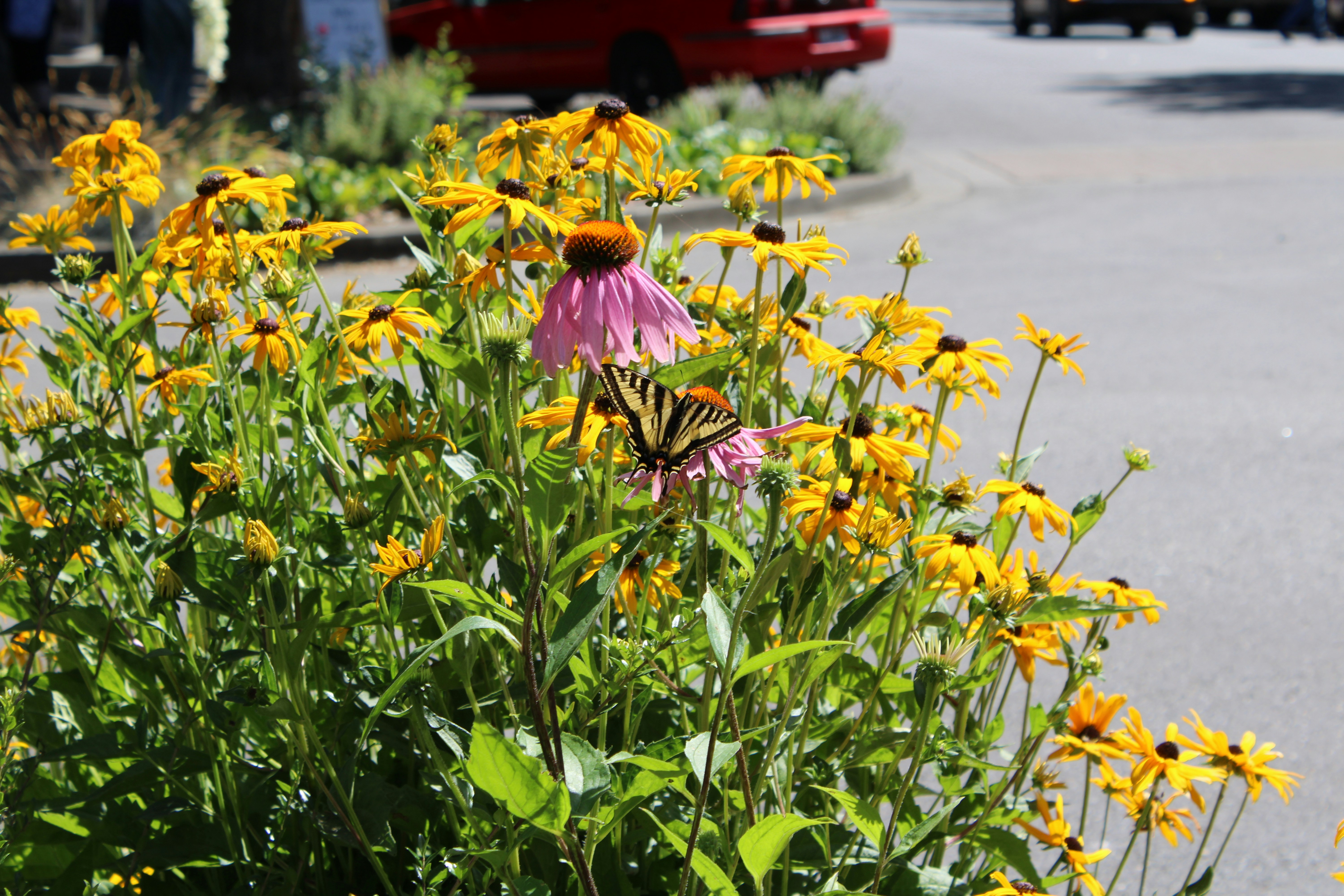 A vibrant close-up photograph captures a striking yellow and black tiger swallowtail butterfly resting on a blooming purple coneflower. The pollinator is surrounded by a dense, sun-drenched cluster of bright yellow black-eyed Susans within a lively street side garden patch.