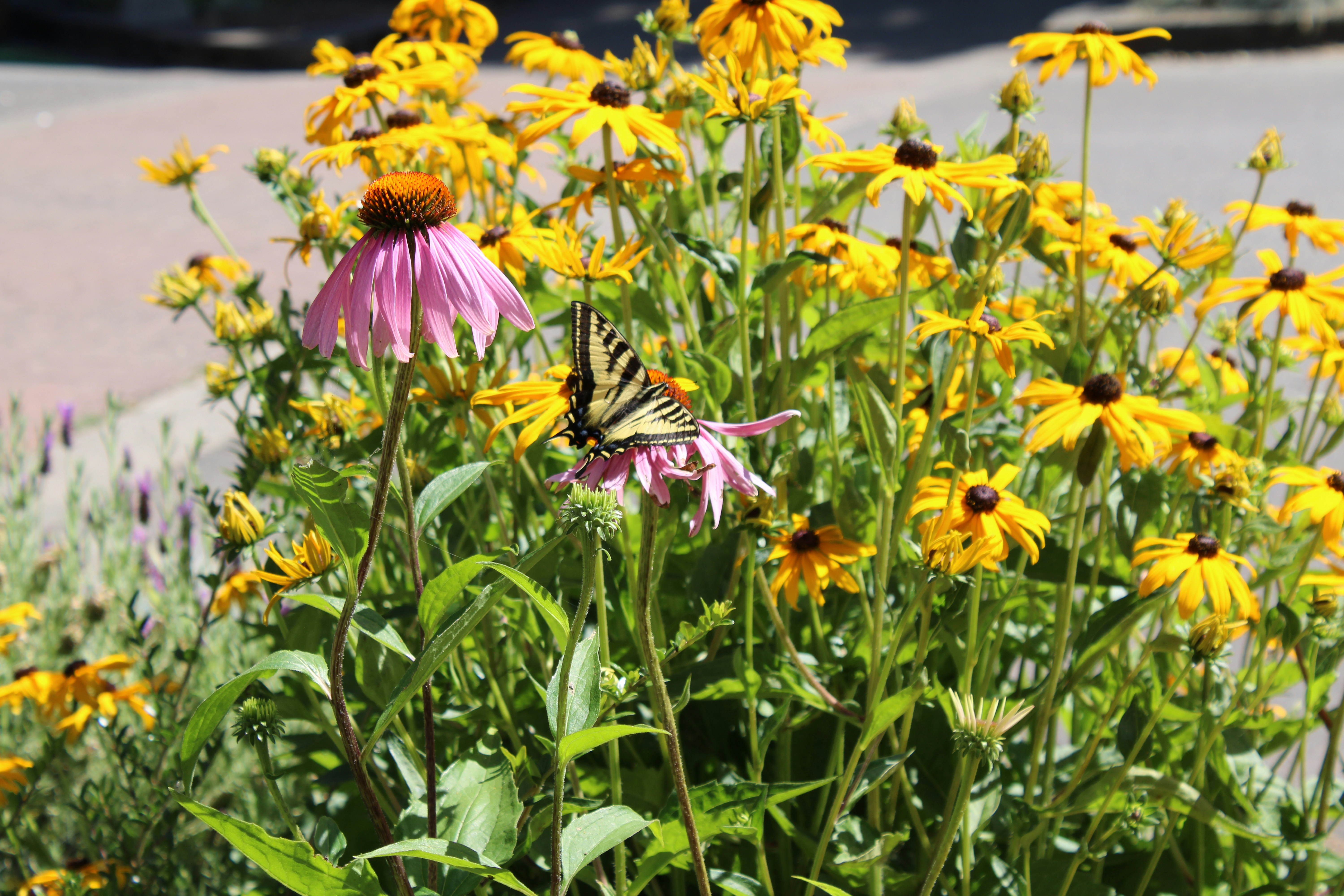 A vibrant close-up photograph captures a striking yellow and black tiger swallowtail butterfly resting on a blooming purple coneflower. The pollinator is surrounded by a dense, sun-drenched cluster of bright yellow black-eyed Susans within a lively street side garden patch.