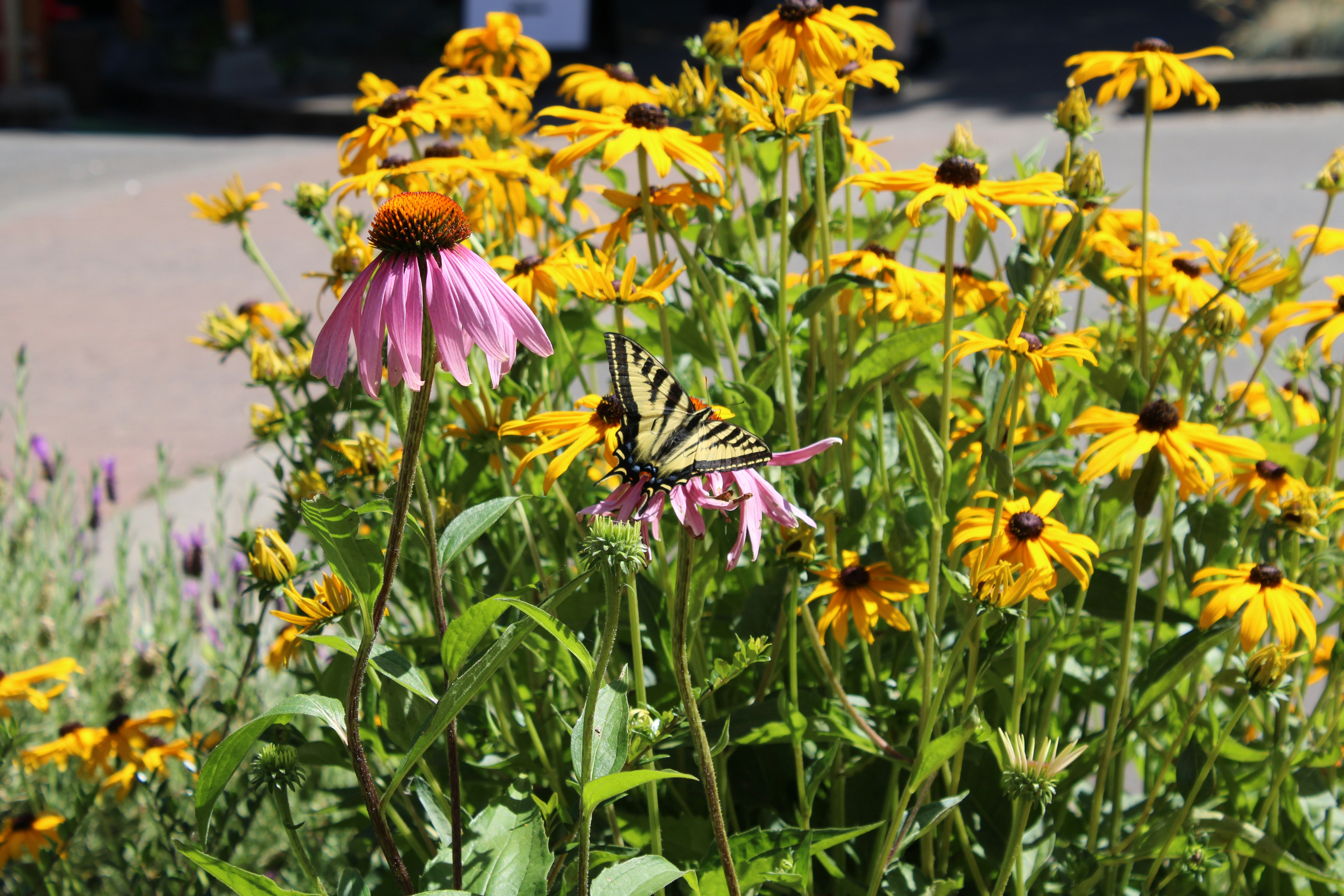 Butterfly on a Magenta Coneflower Amid Bright Yellow Bloom