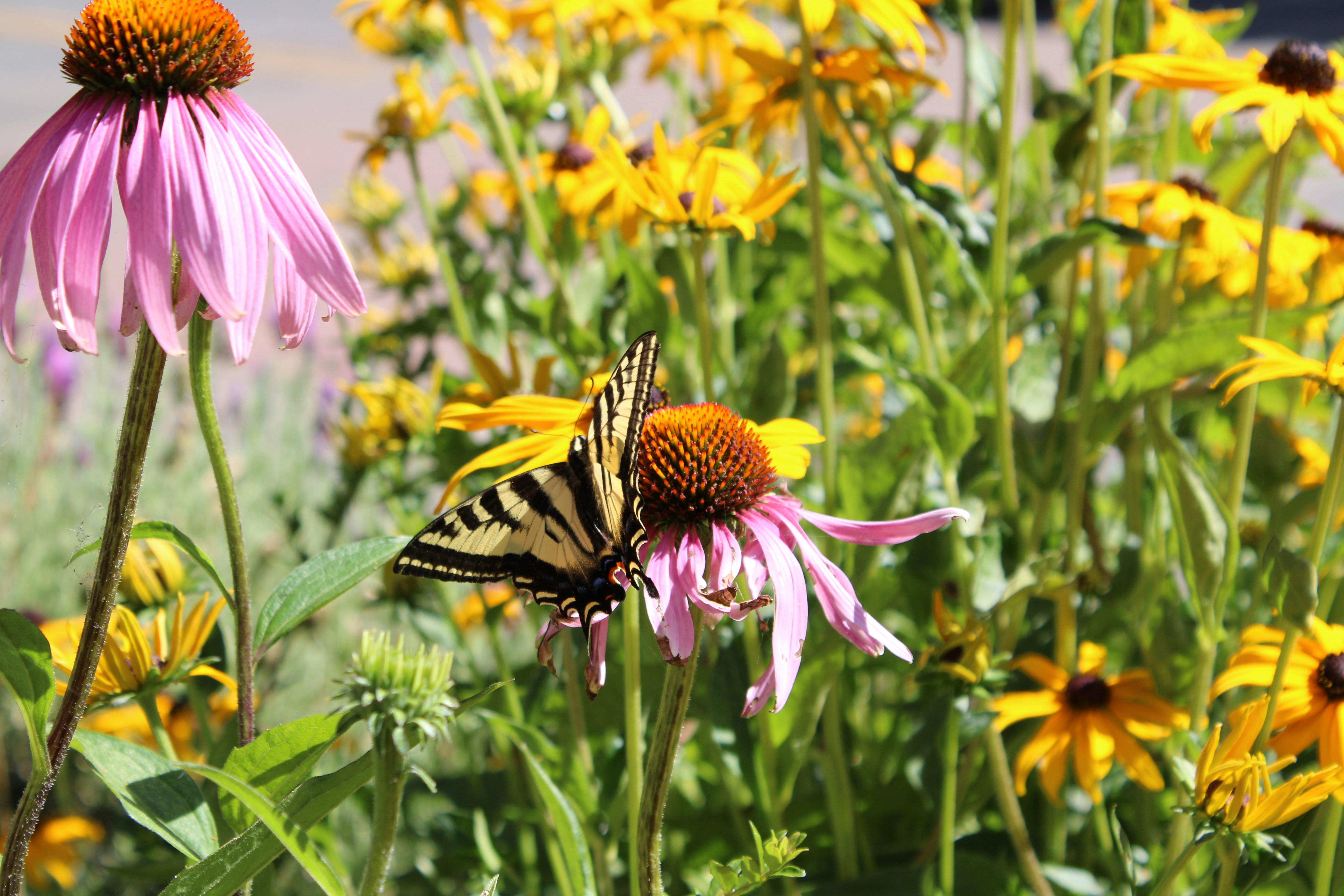 Butterfly on a Pink Coneflower Amid Golden-rod Meadow