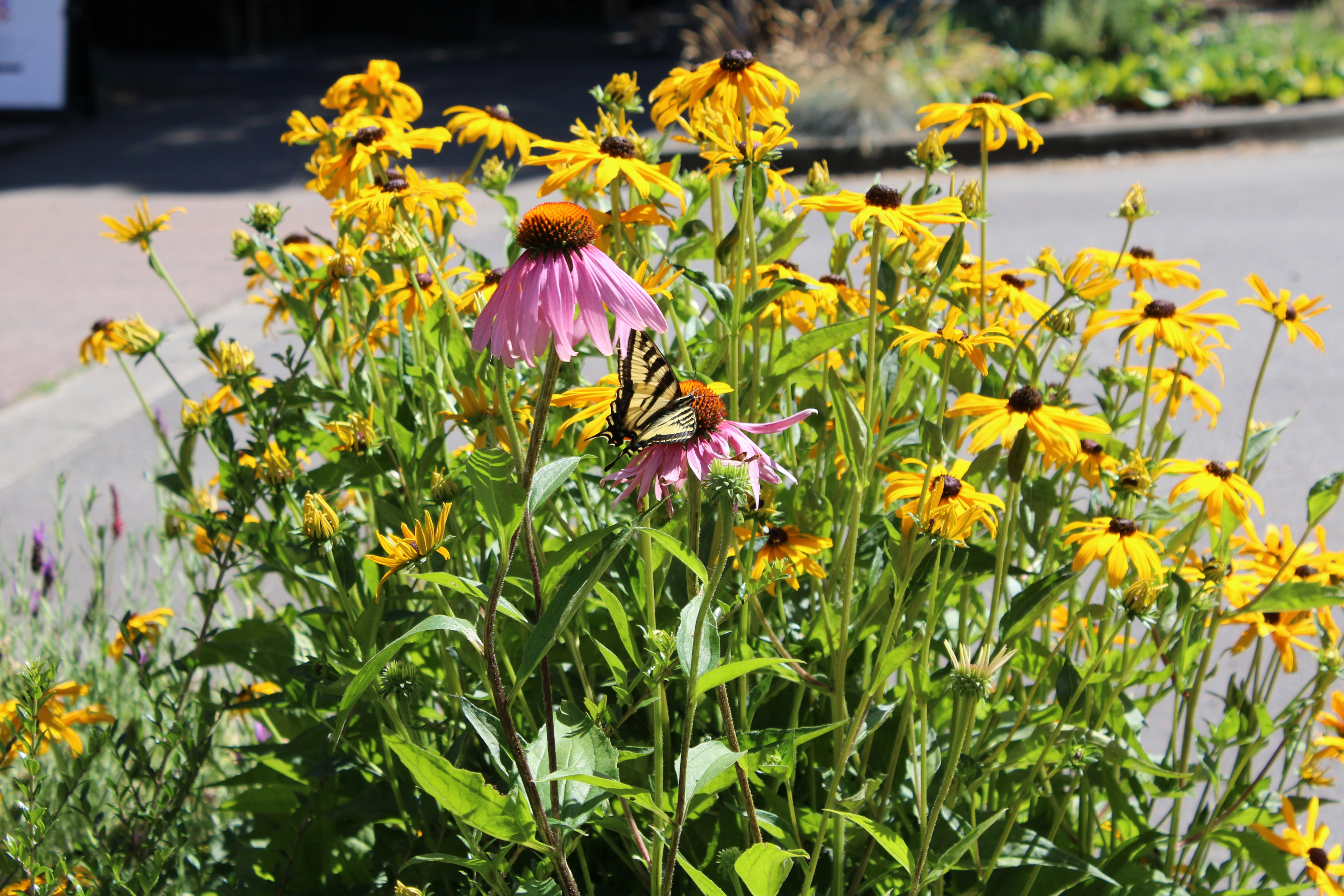 A vibrant close-up photograph captures a striking yellow and black tiger swallowtail butterfly resting on a blooming purple coneflower. The pollinator is surrounded by a dense, sun-drenched cluster of bright yellow black-eyed Susans within a lively street side garden patch.