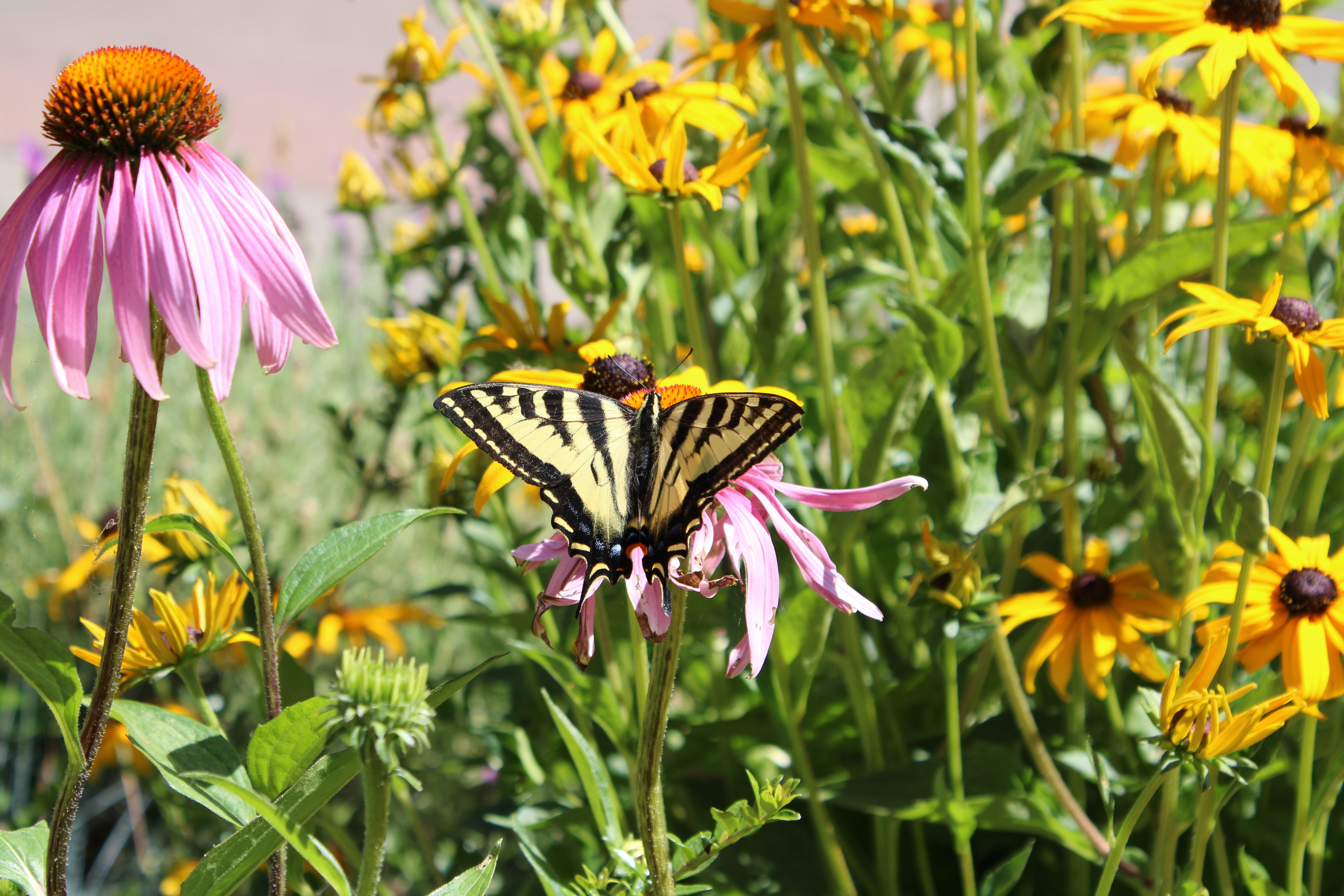 Butterfly's Pause Among Sunlit Petals