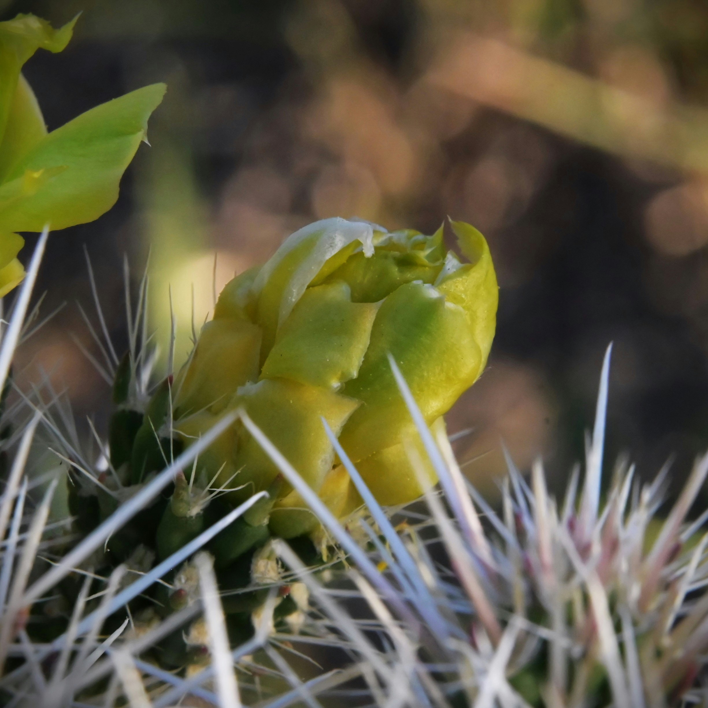 Emerging Yellow Bud Among Spiky Greens