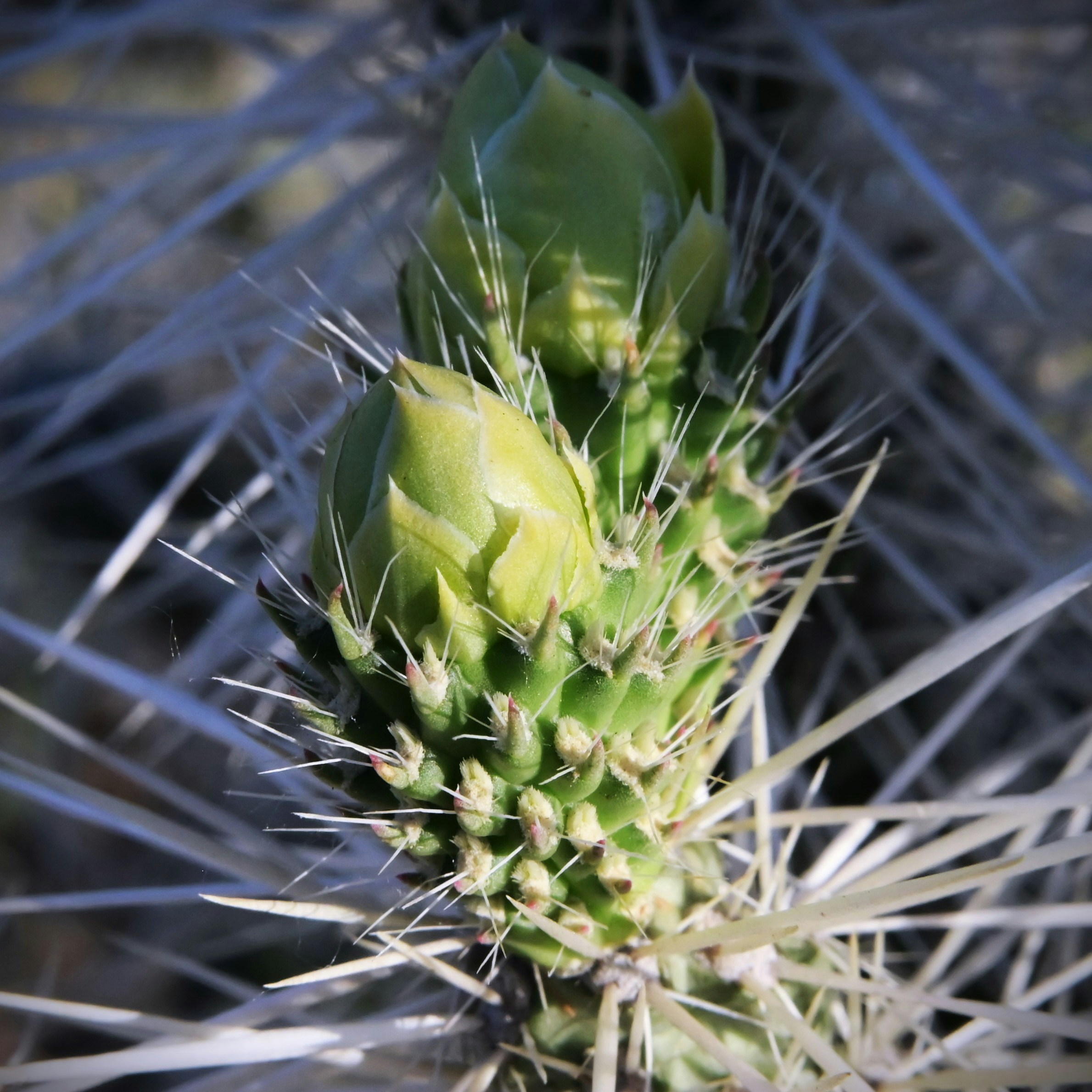 Cactus Spike Cascade: A Close-Up of Green Thorns and Radiating Spines