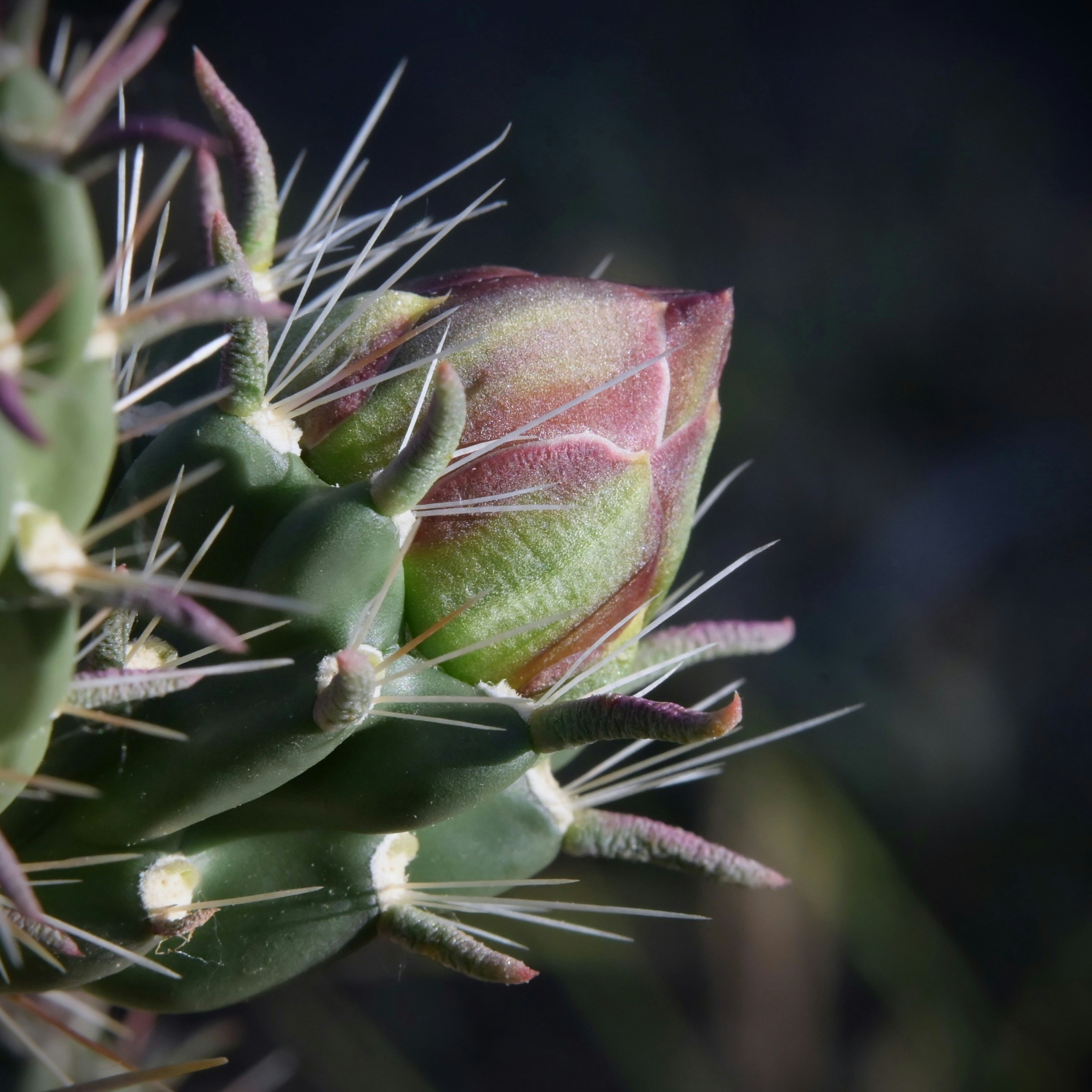 Underside of a thorny cactus bloom curling toward the light