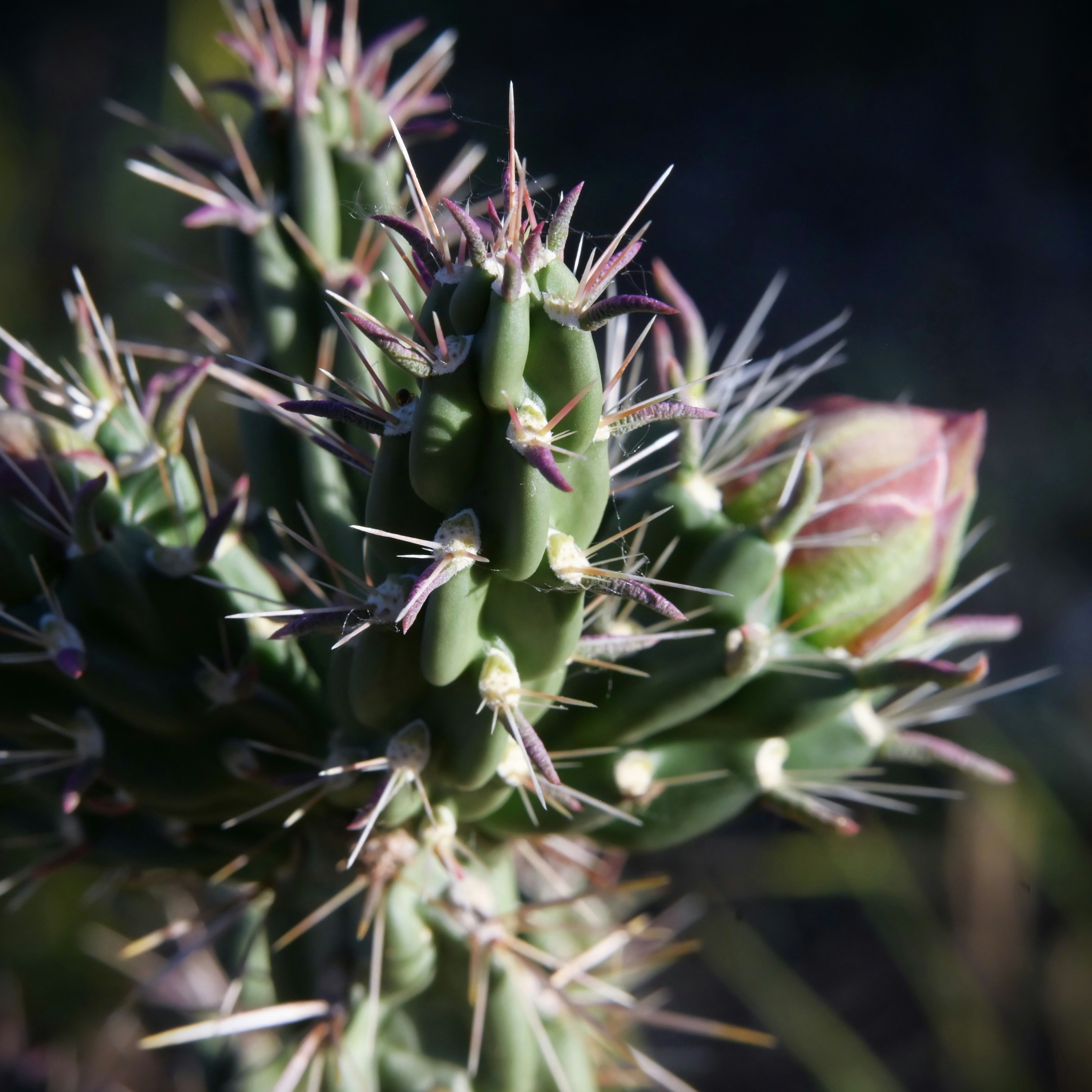 Cactus Crown: Spines Transfixed by Dawn Light