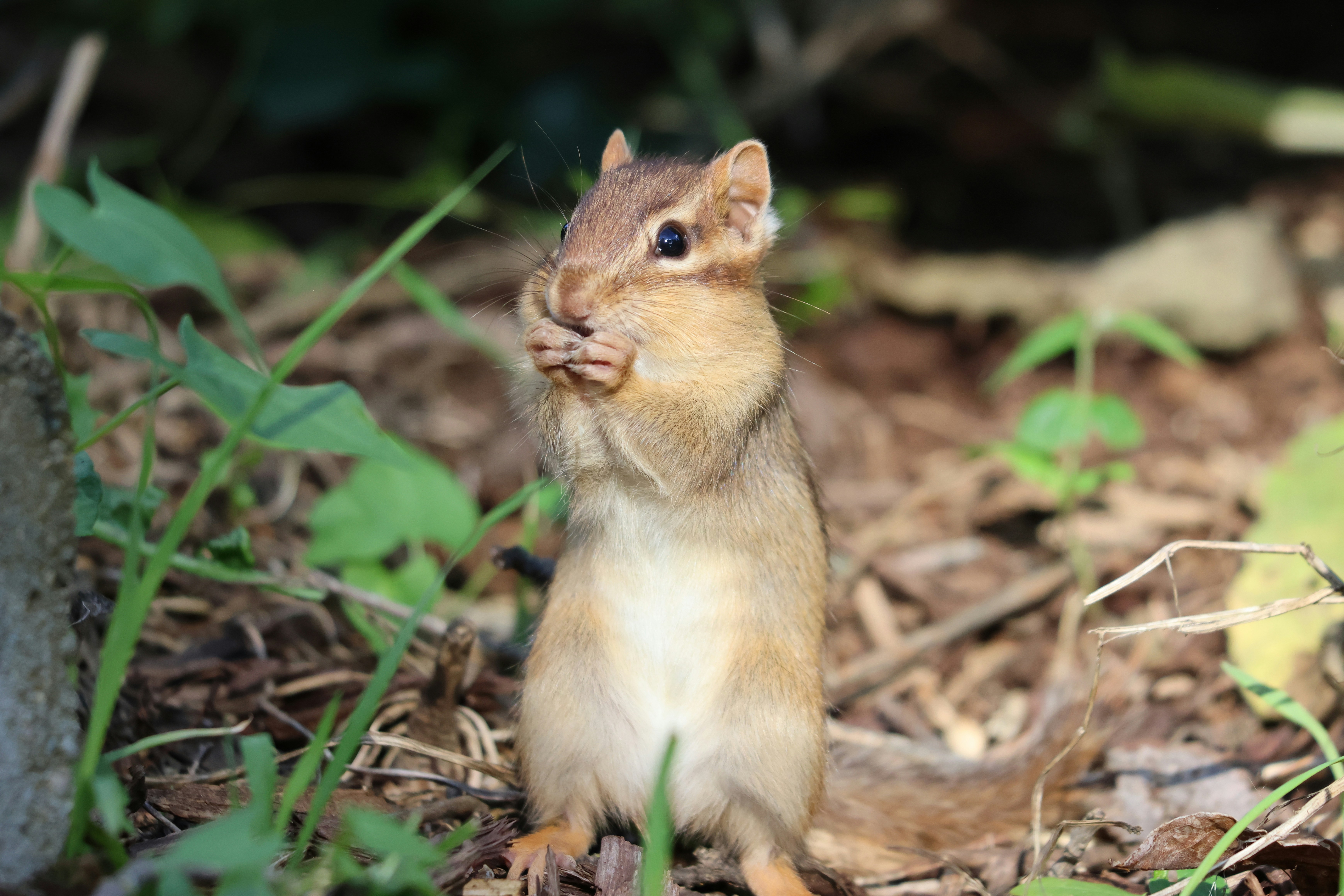 Nibbler in the Ferns: A Tiny Scout Pauses for a Snack