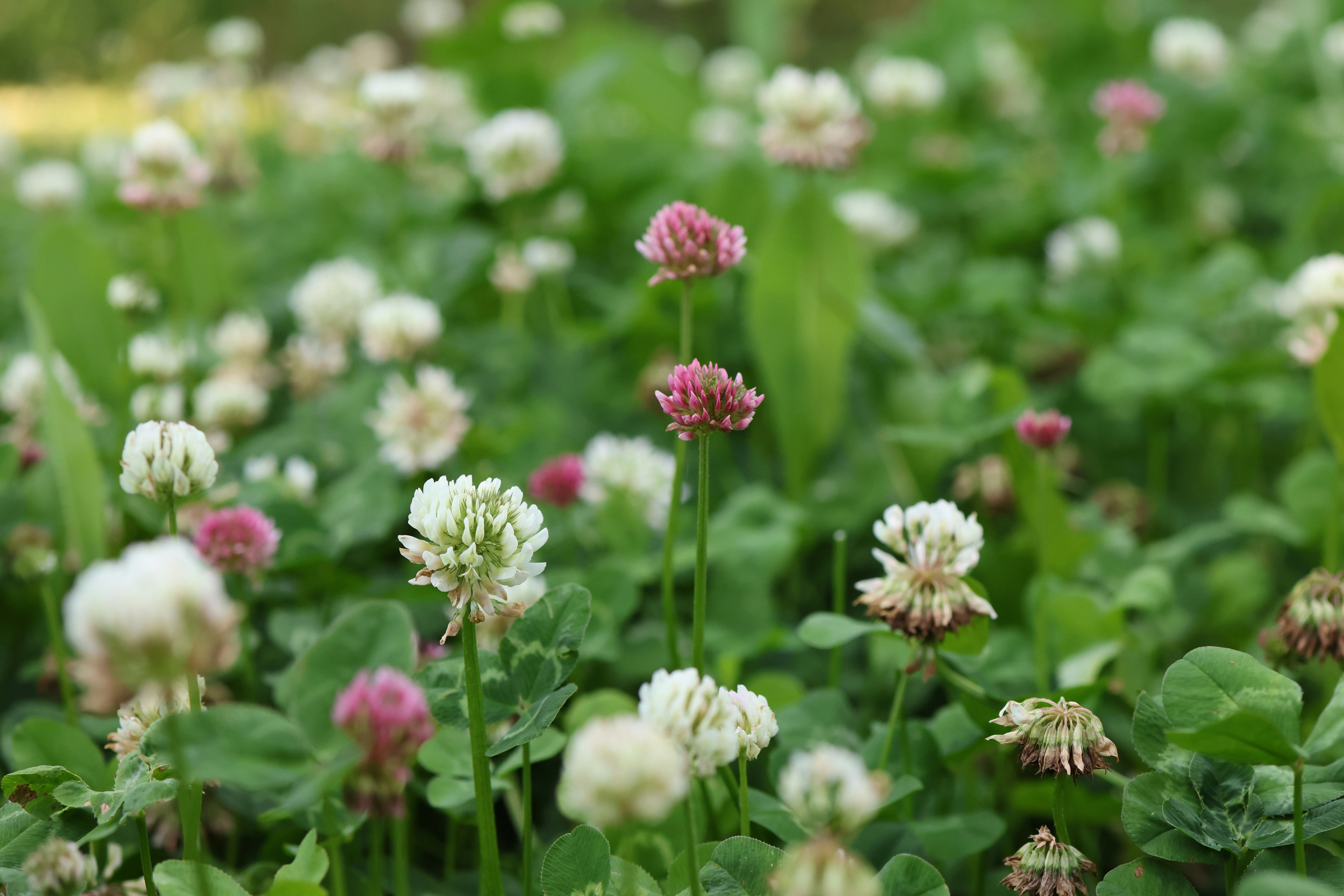 Clustered Clover Blooms in a Sunlit Meadow
