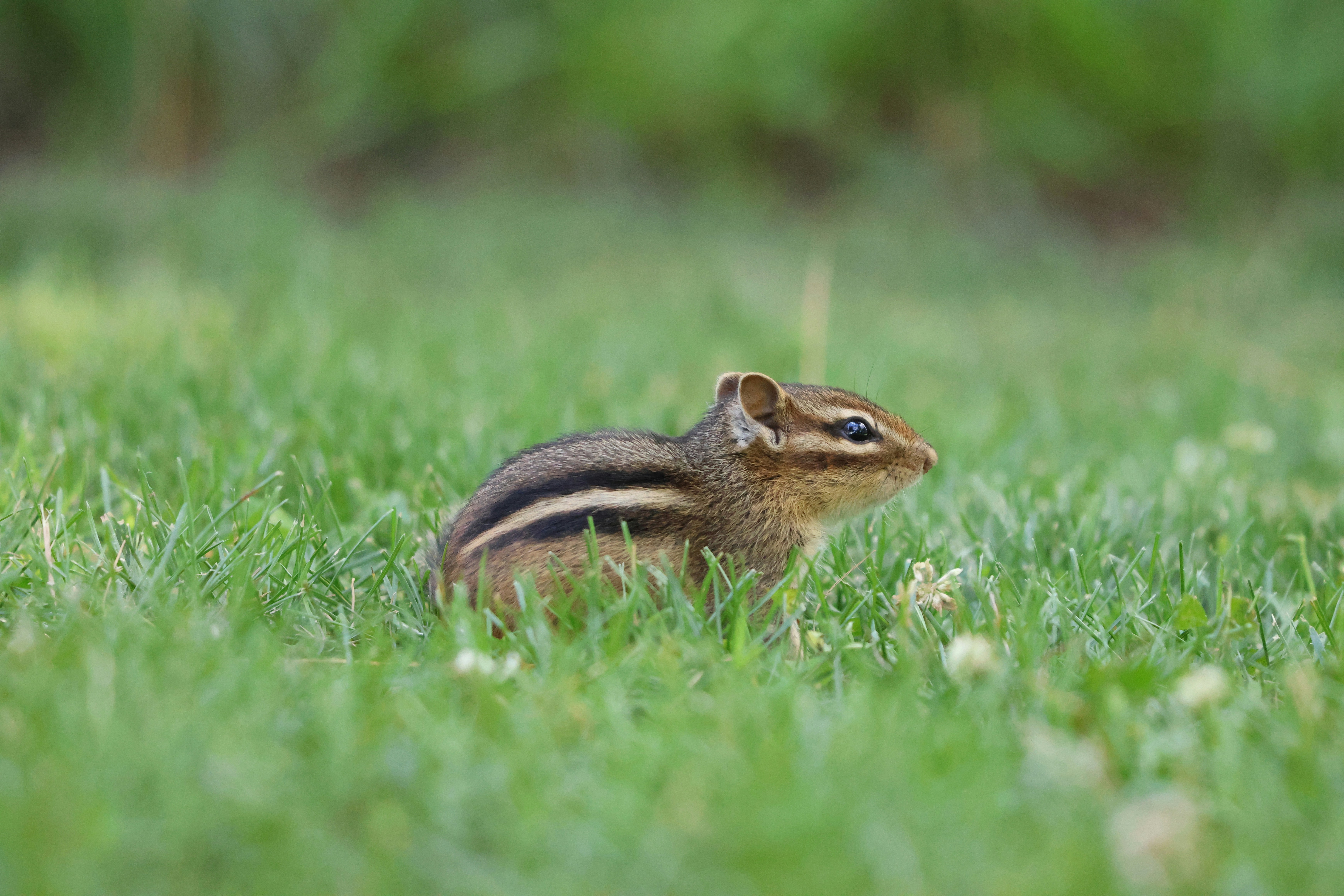 Grey-brown Chipmunk Breaks Quiet Grass
