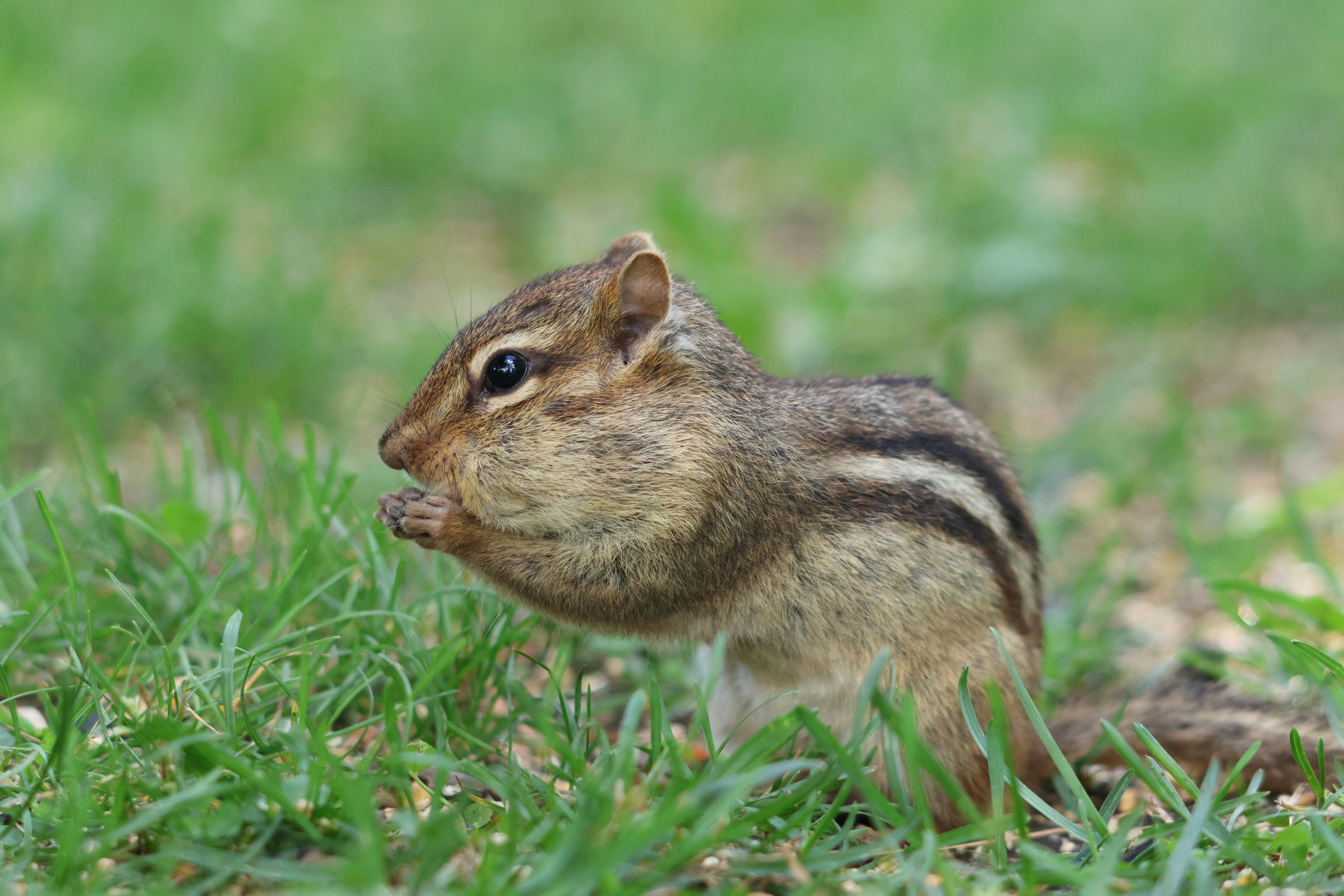 Nibbling The Grass: A Chipmunk Pause in the Park