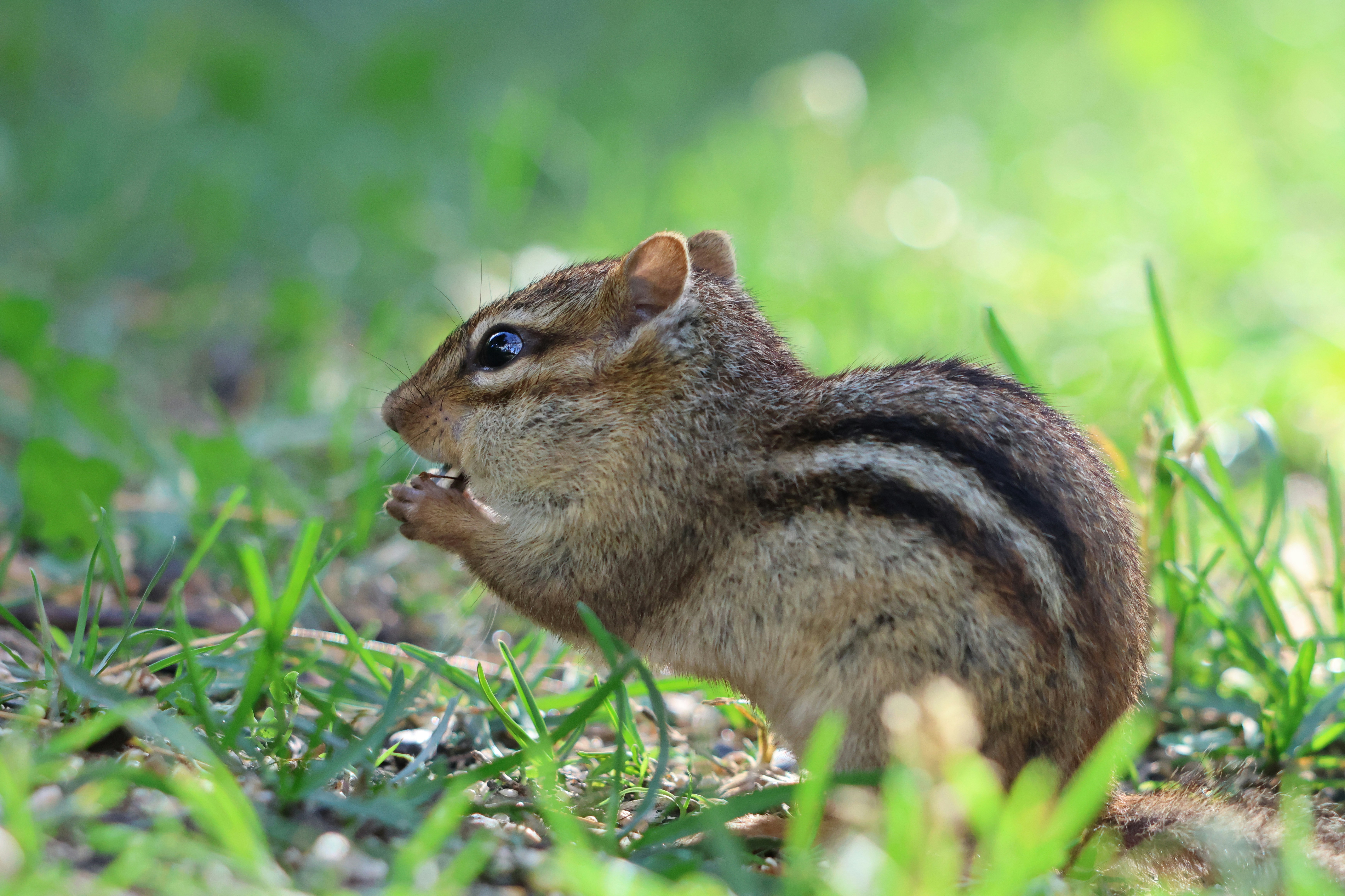 Chipmunk Snack Break Under a Sunlit Canopy