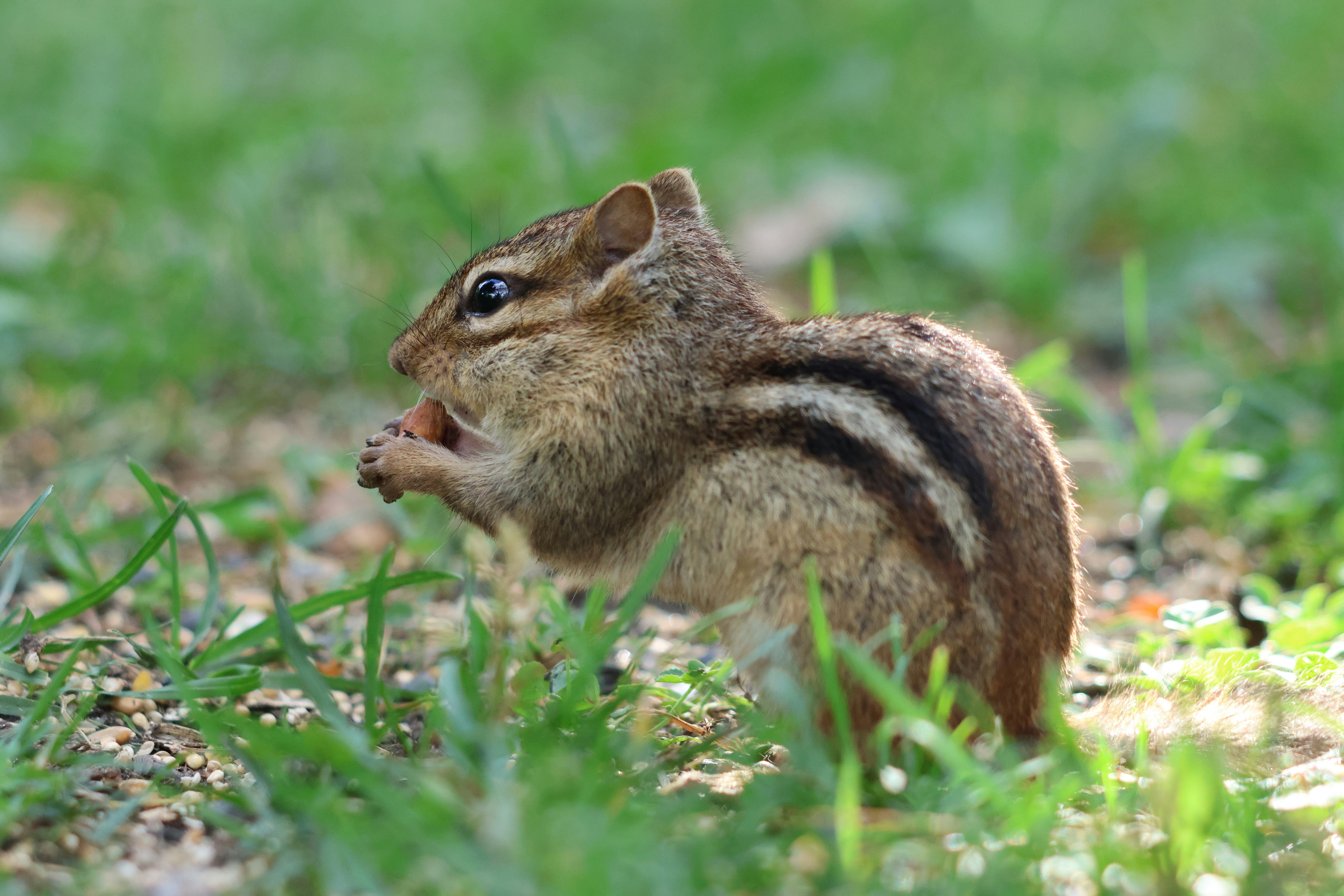 Squirrel in Soft Spotlight: Nut Mid-Chew on a Quiet Patch of Grass