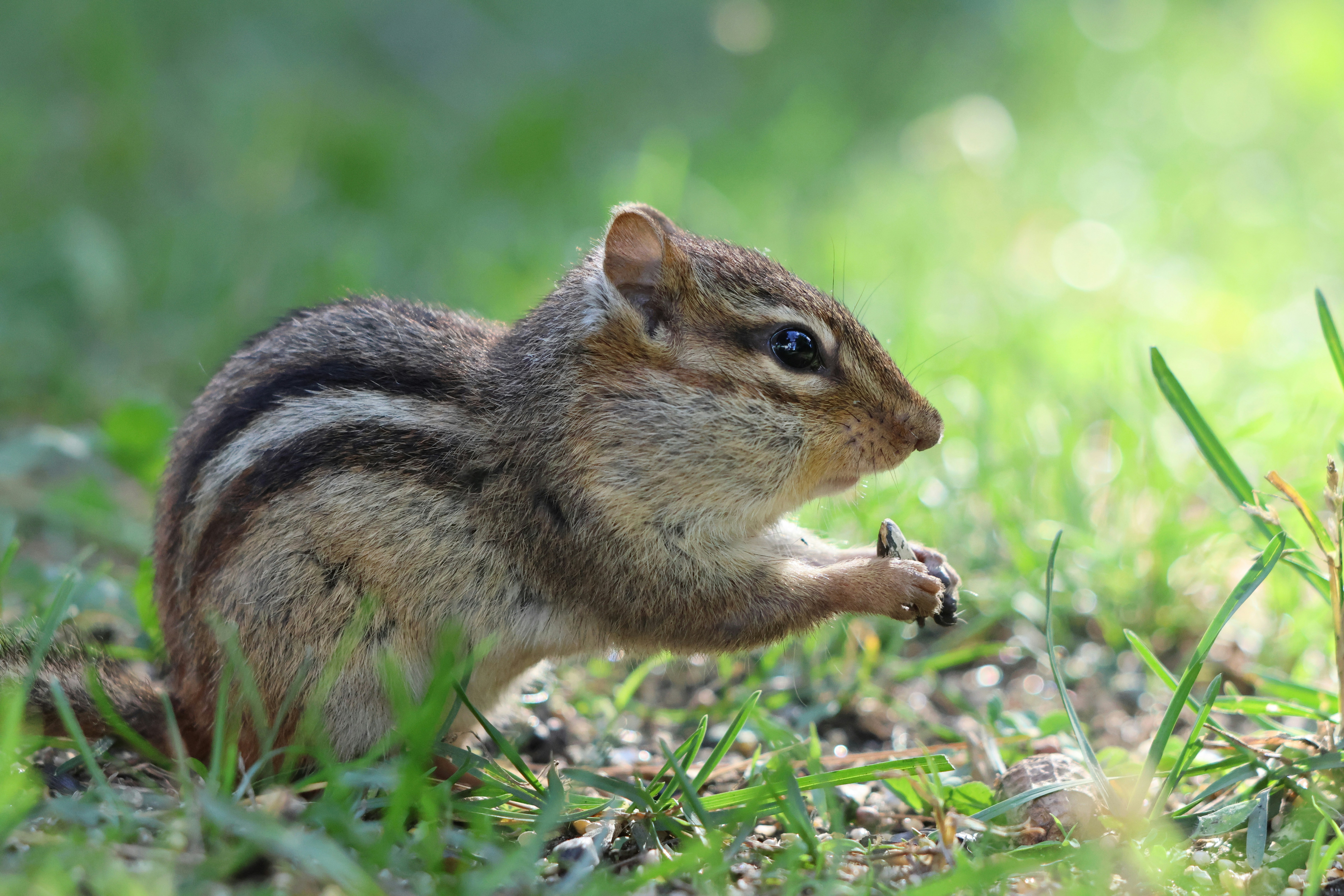 Chipmunk at the Edge of the Sunlit Meadow