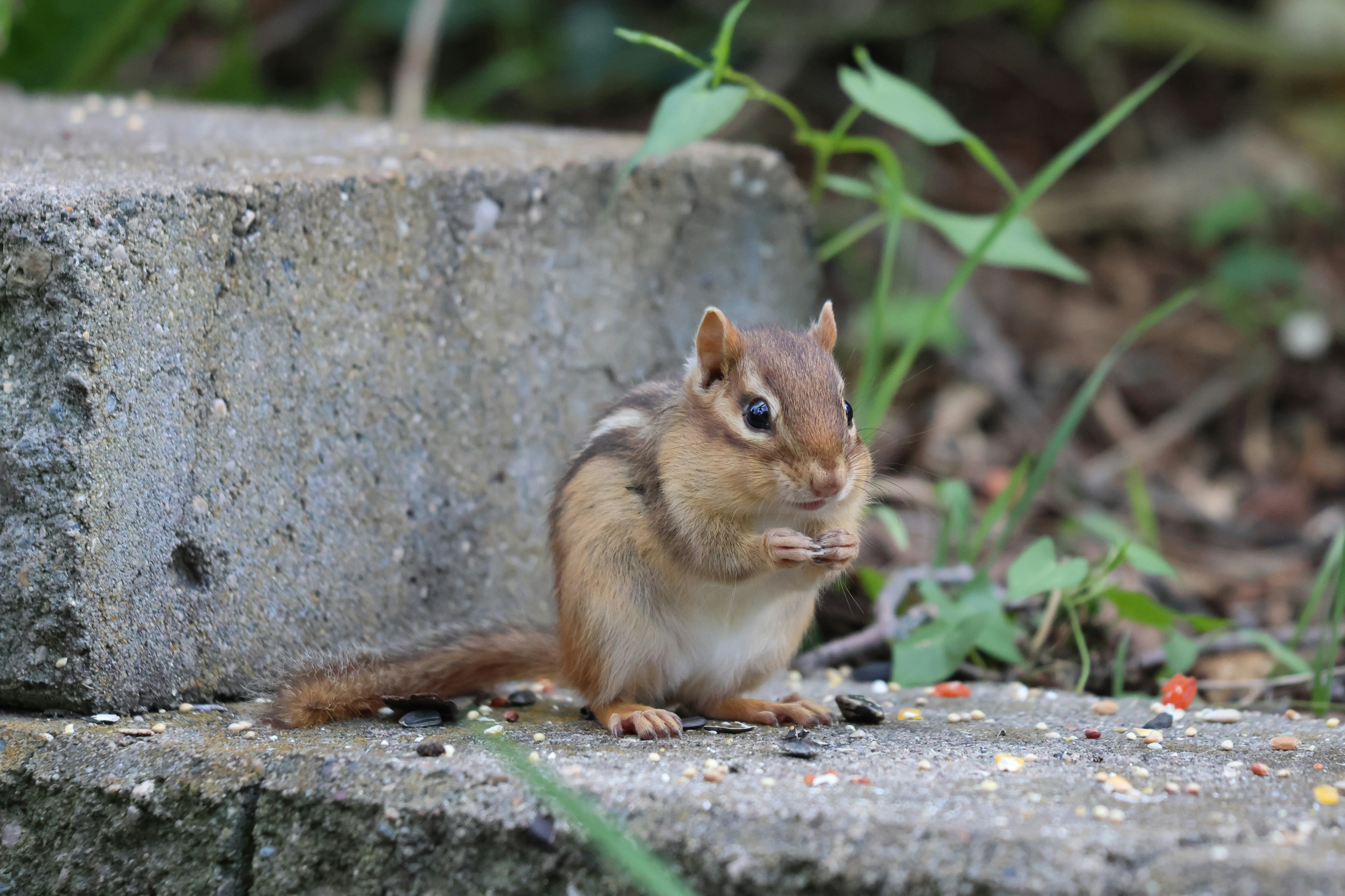 Nibbling Squirrel on the Steps: Quiet Moment by the Garden Edge