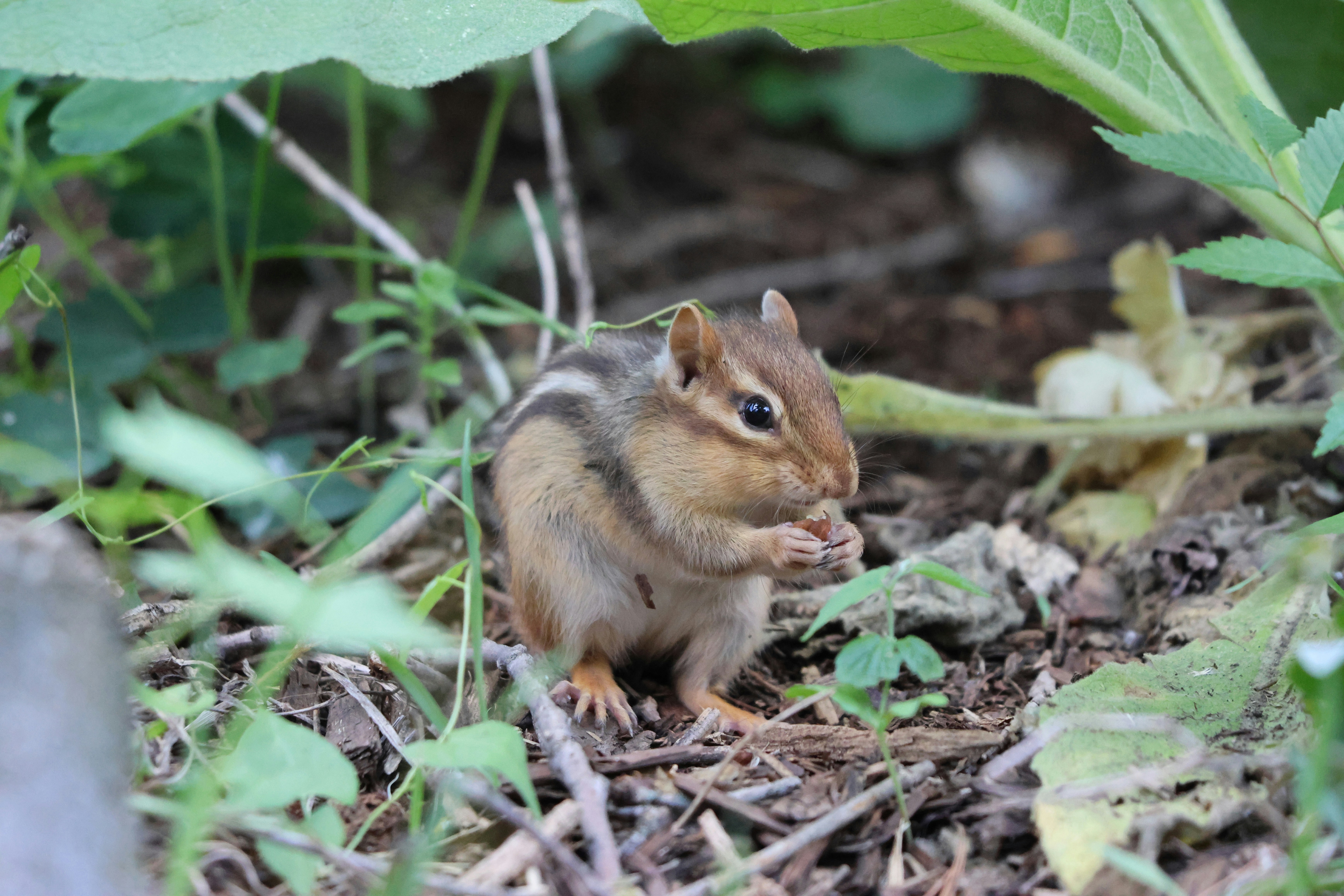Nut-crunching Squirrel Amid Groundcover