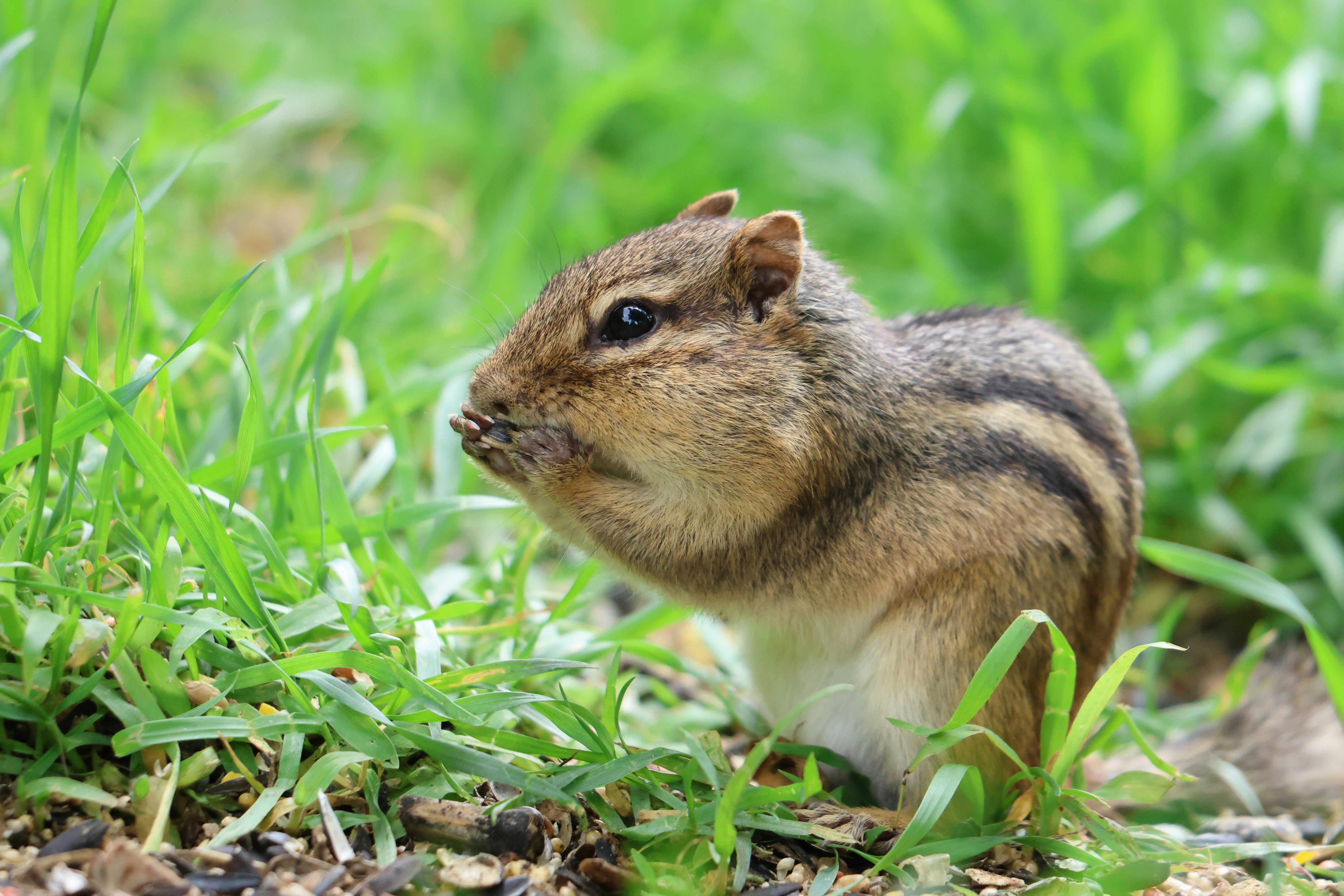 Squirrel in the Grass: A Quiet Moment on a Meadow Floor