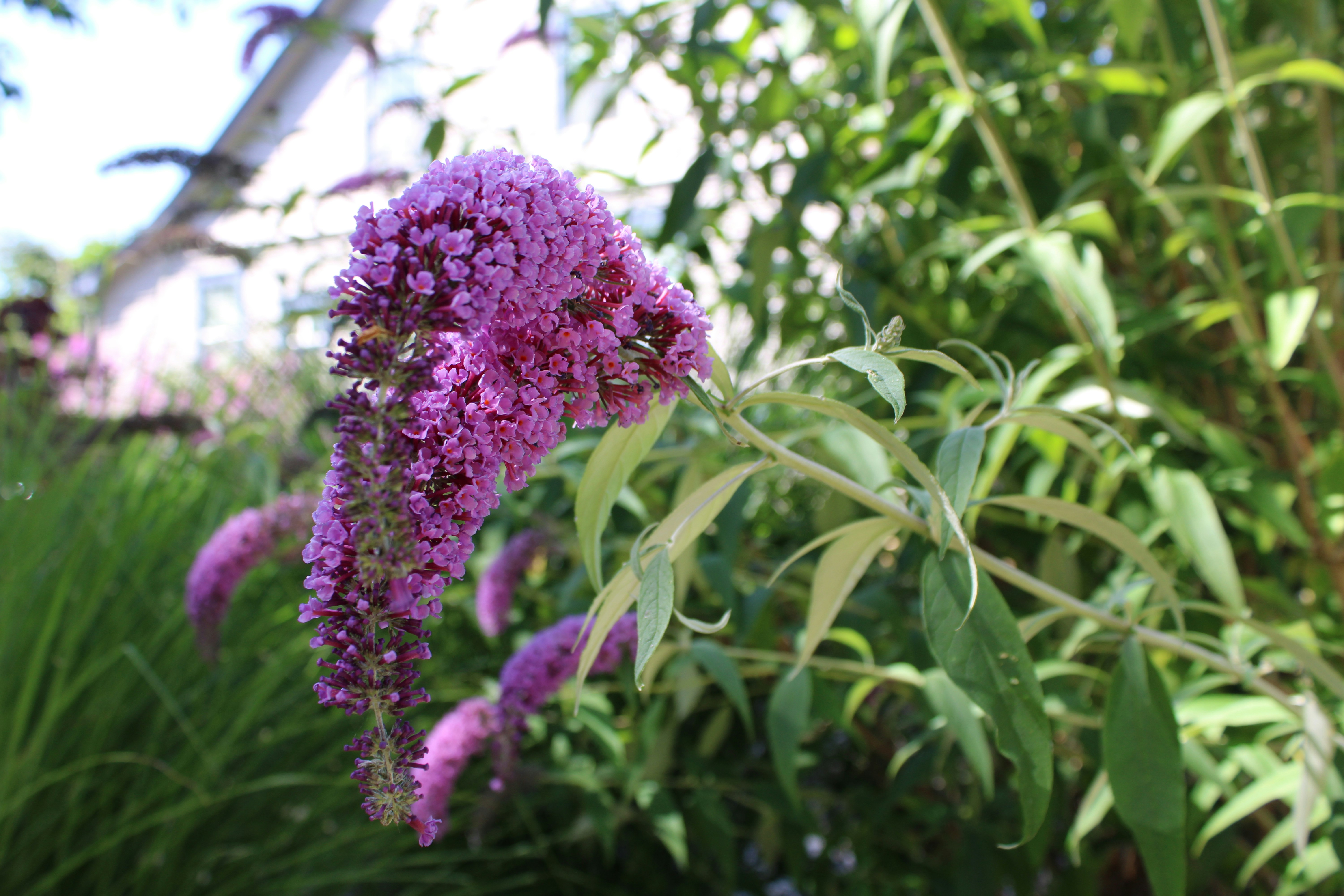 Pendulum of Purple: A Lavender Cascade in Bloom