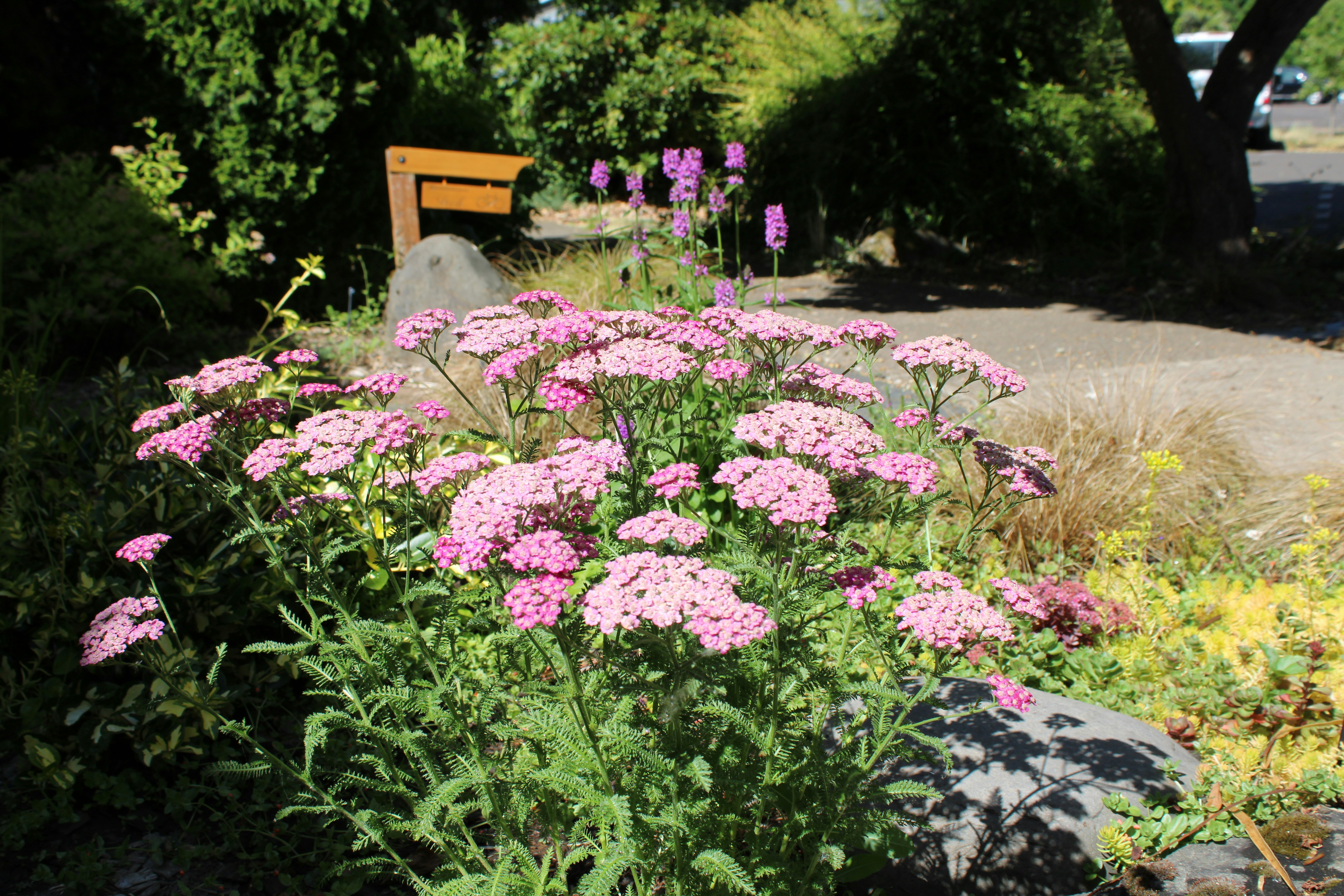 Pink Fireworks in a Quiet Garden