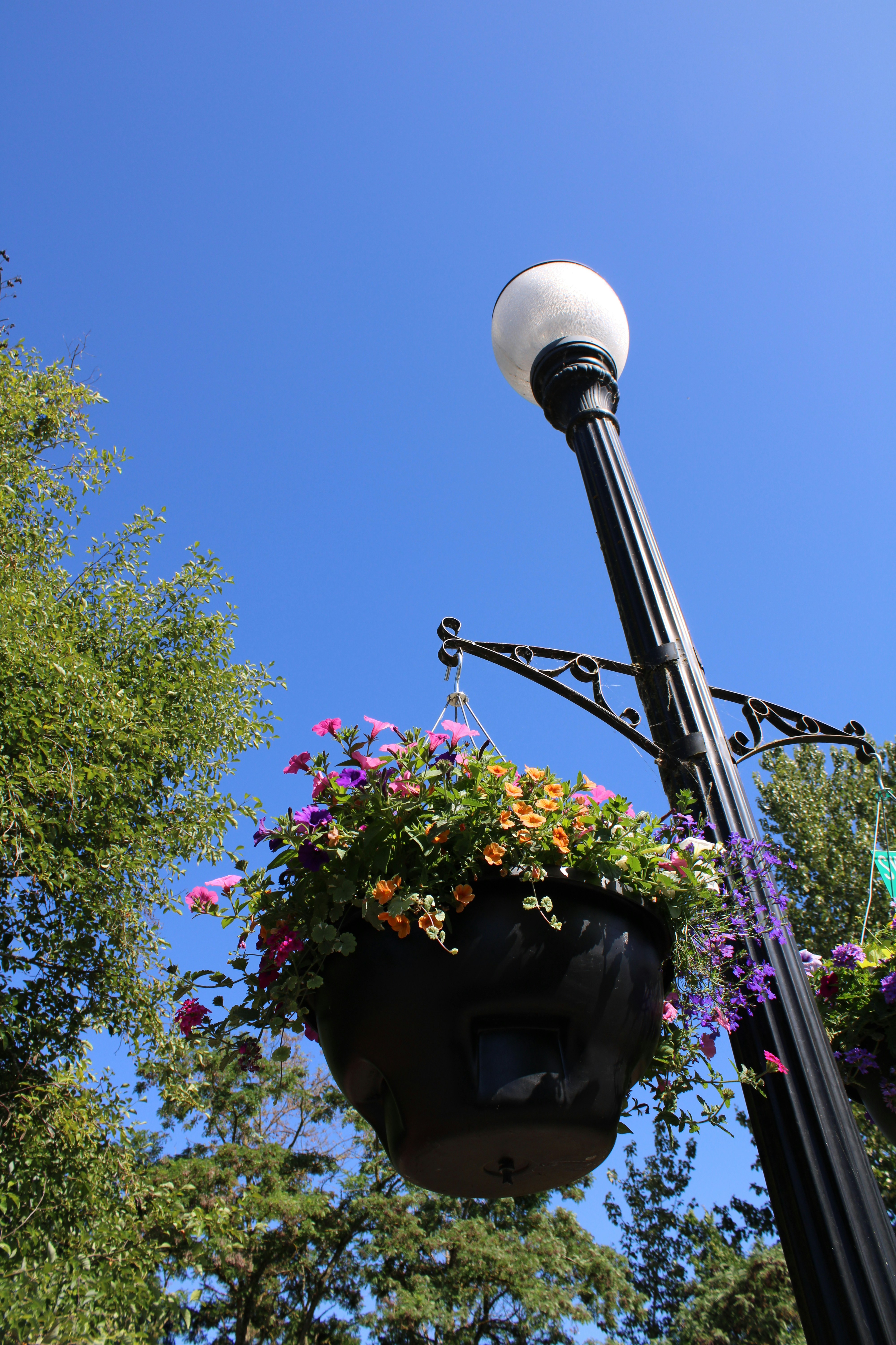 Street Lantern in Bloom: A Bright Day with Hanging Flowers Against a Clear Sky
