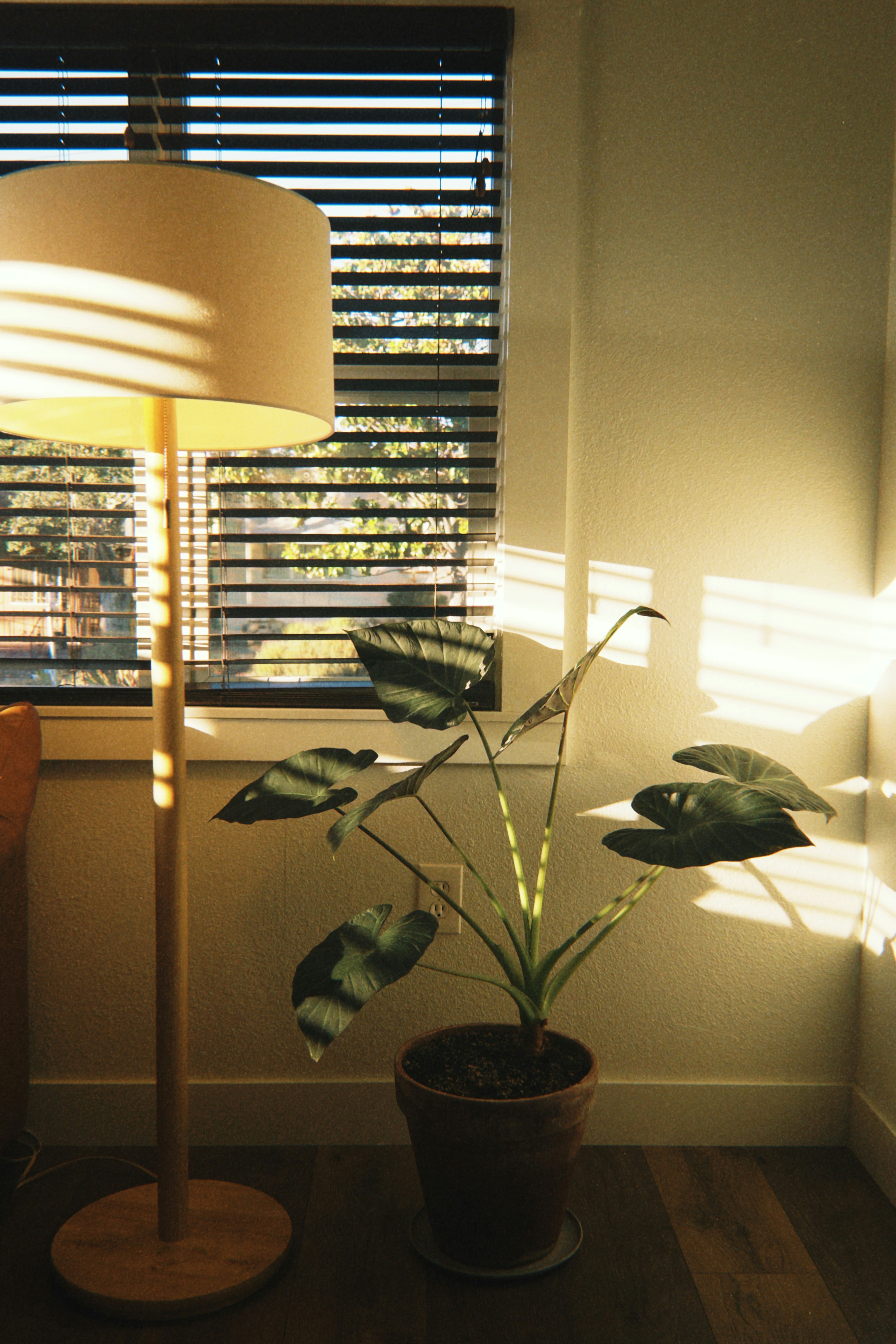 Sunlit Banter: A Plant Gathers Light by the Window
