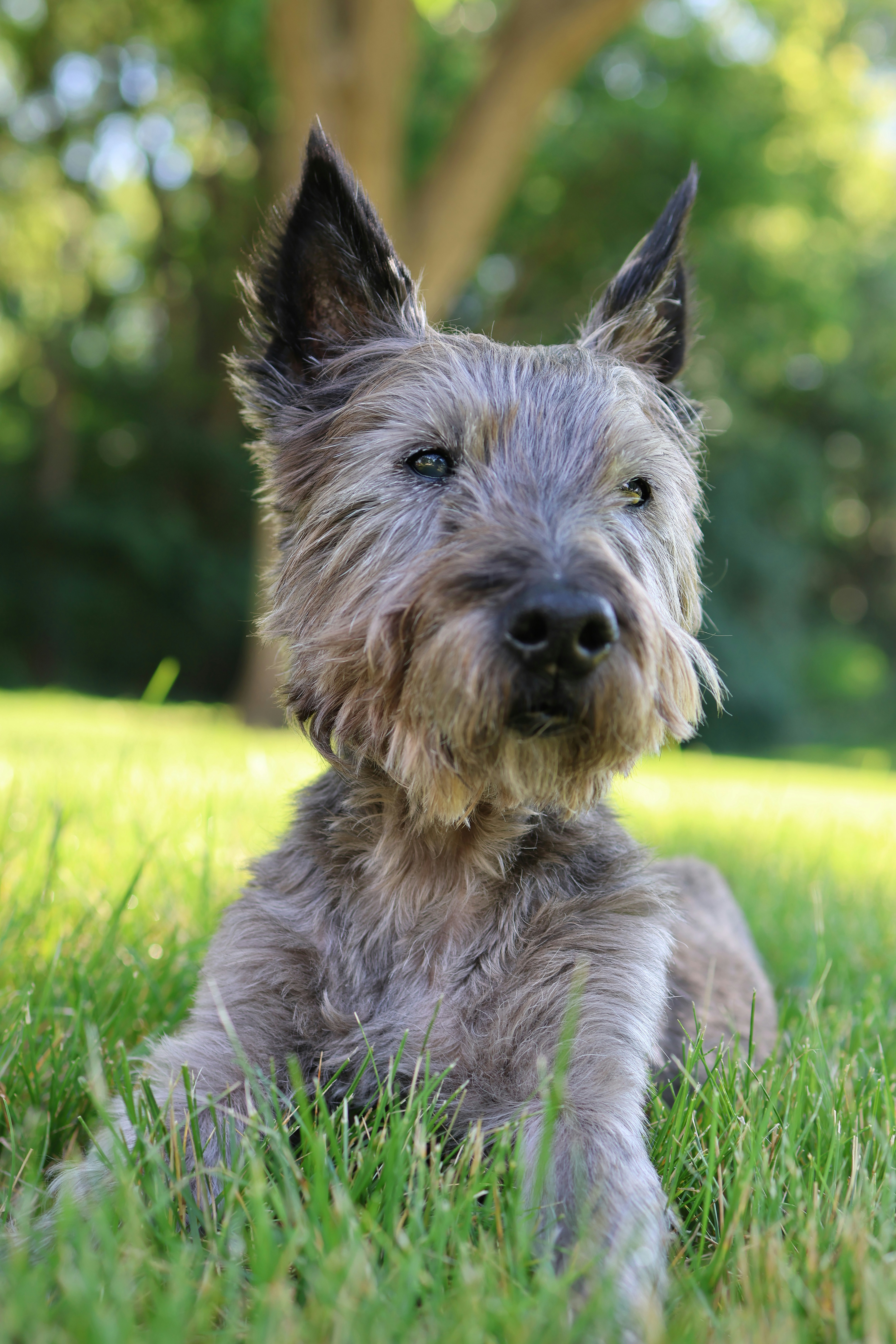 Curious Cairn Terrier in a Sunlit Park