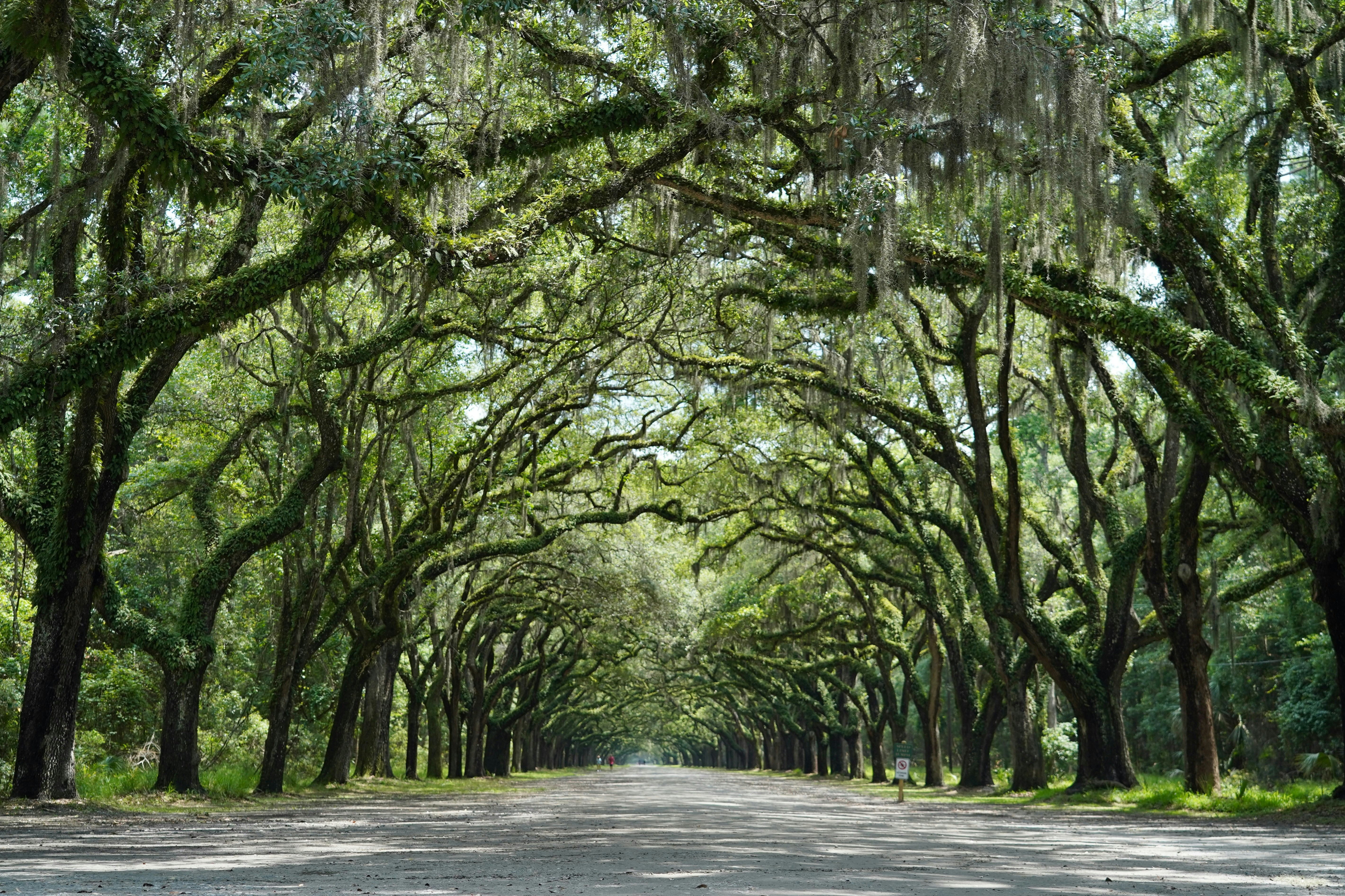 Tunnel of Oaks: A Long, Shaded Avenue of Ancient Trees