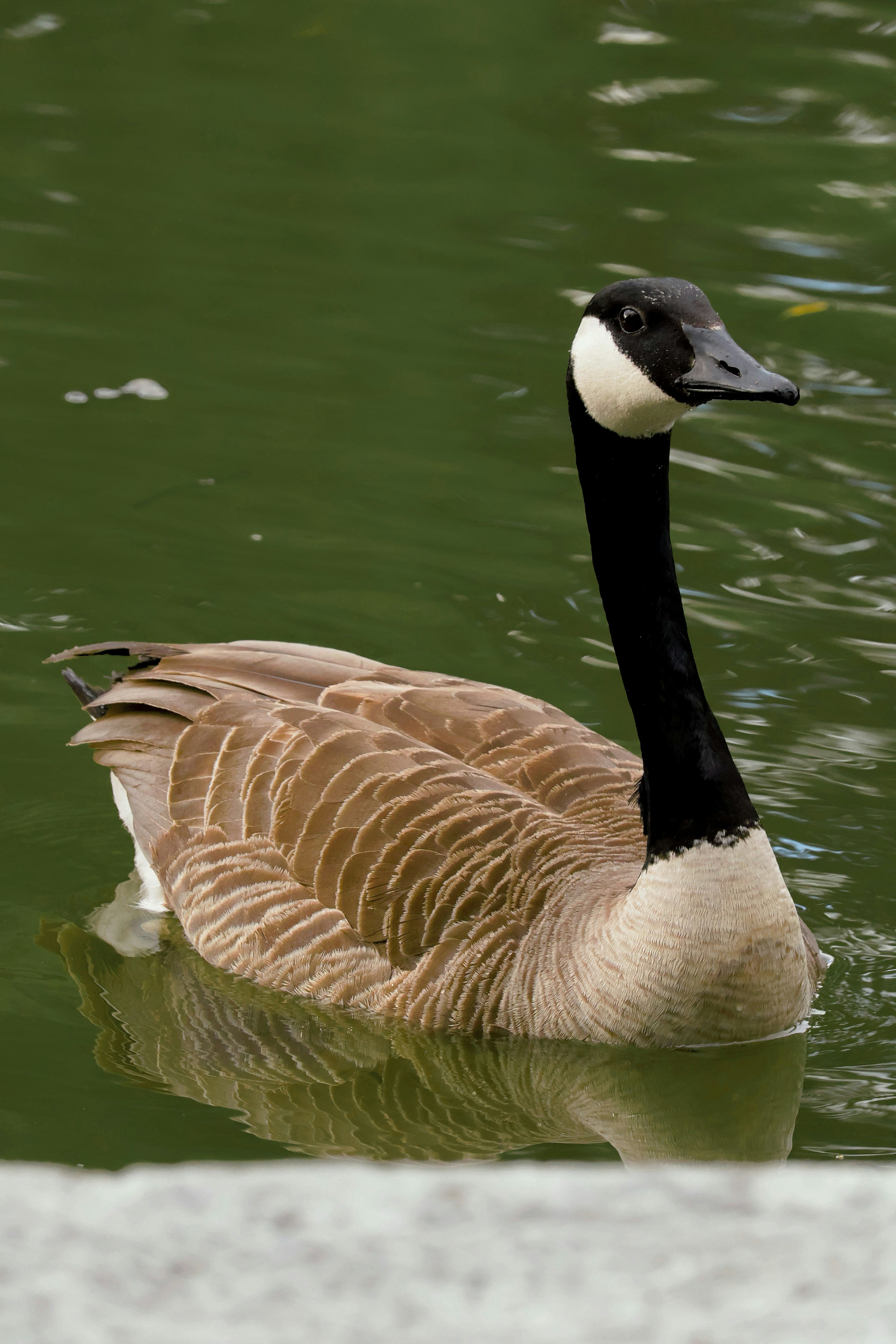Canada Goose