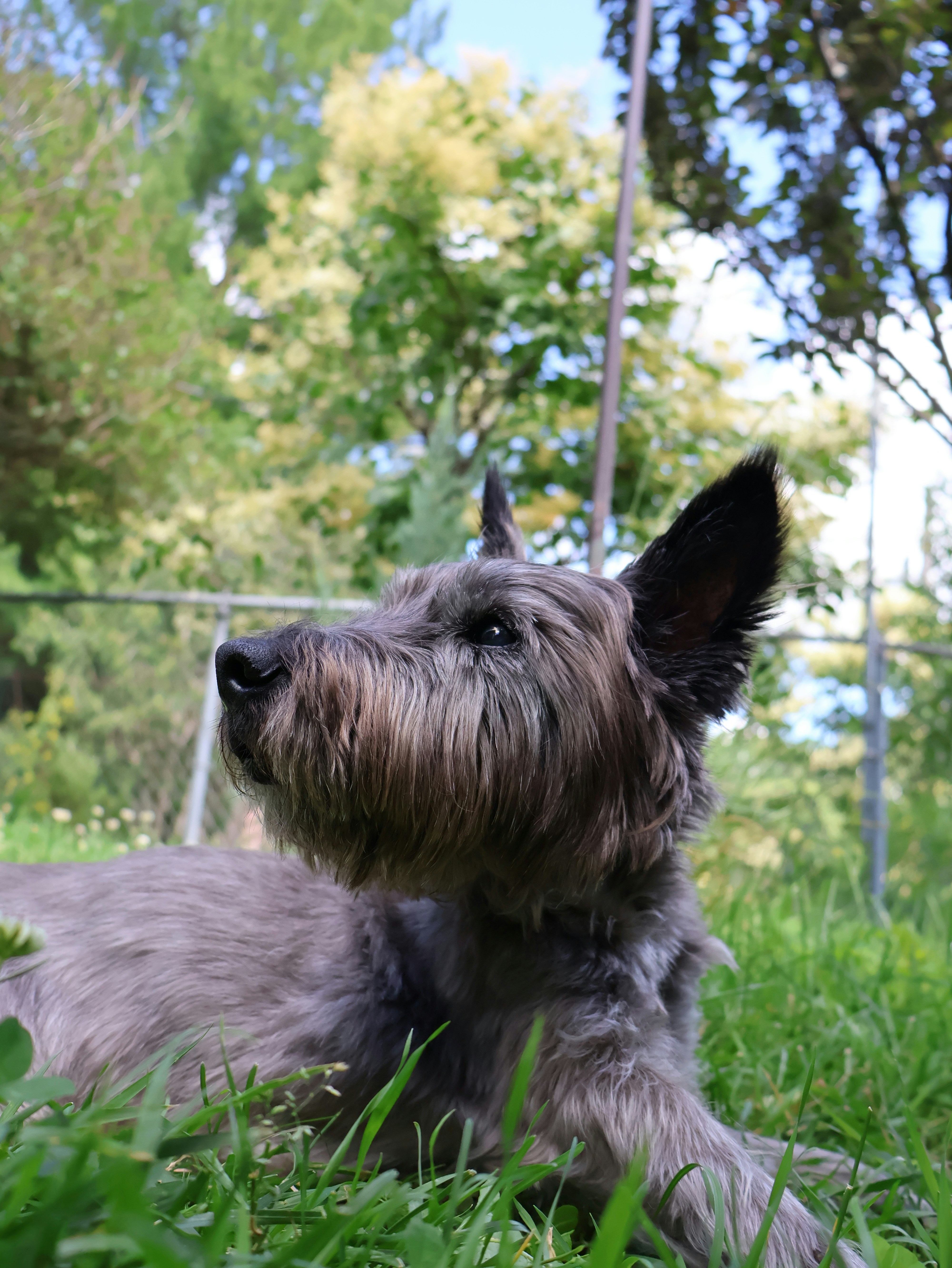 Curious Cairn: A Loyal Look Across the Lawn