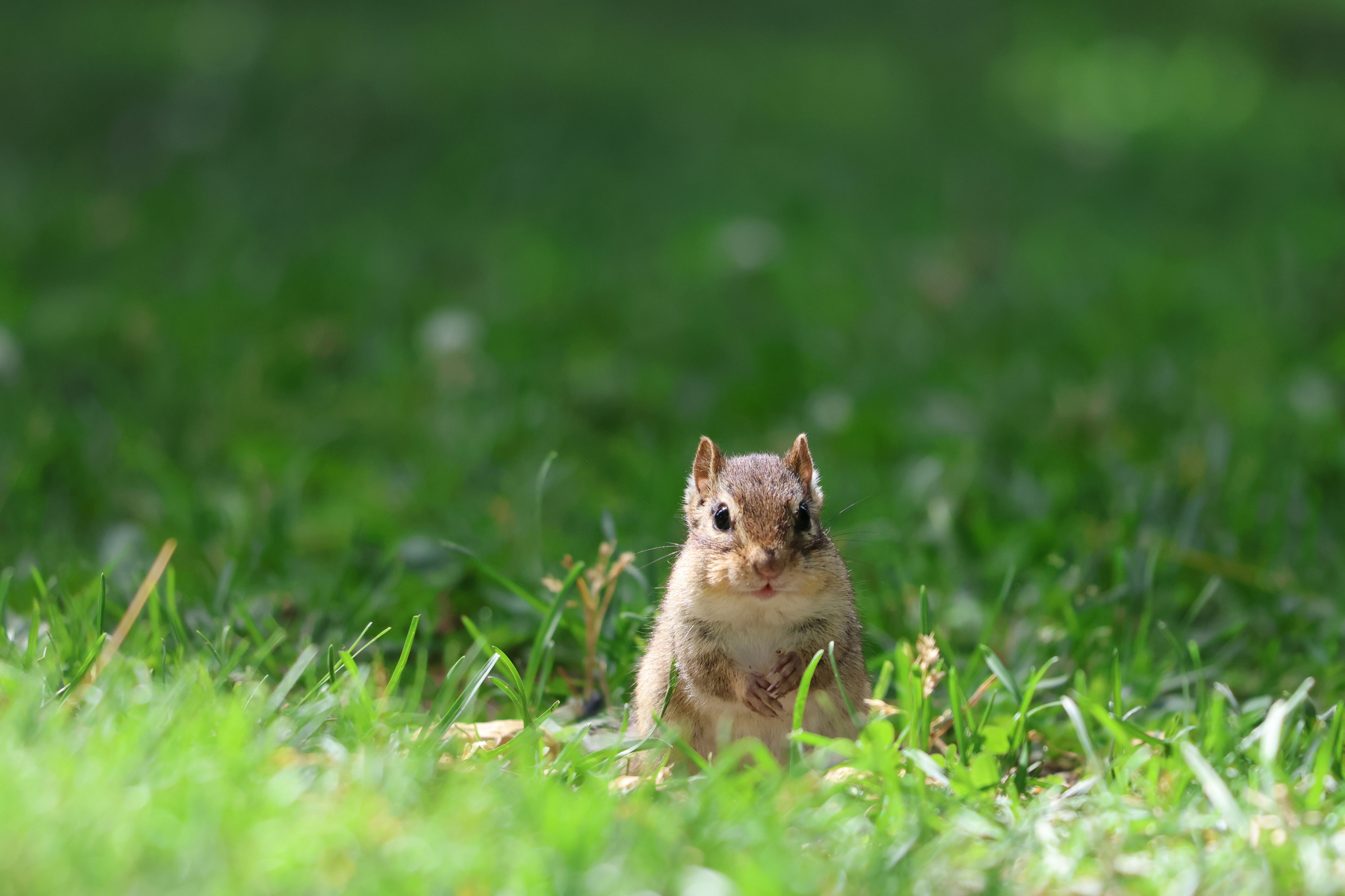 Curious Squirrel Emerges from Spring Greenery