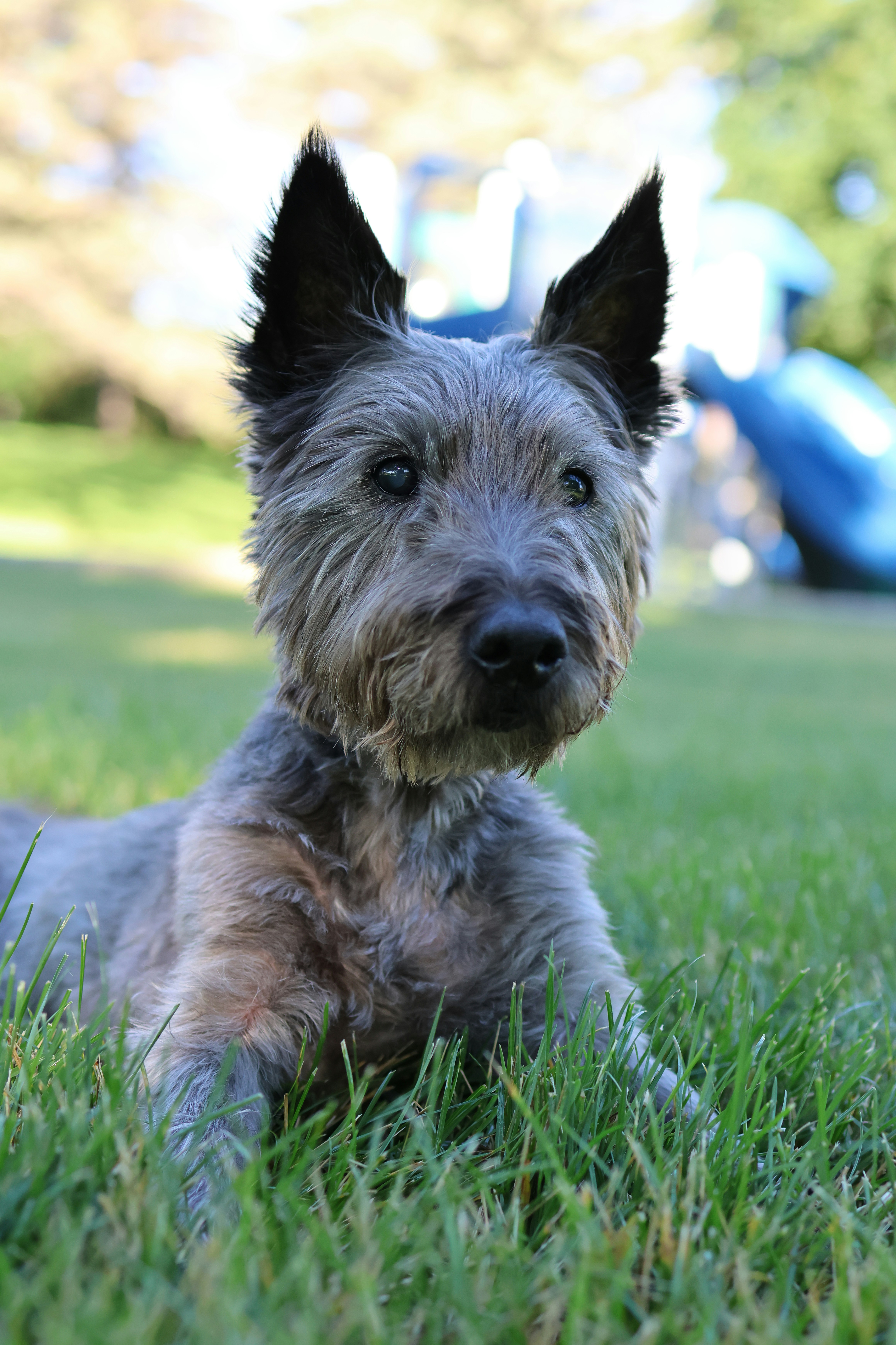 Curious Terrier Laydown: Soft Focus in a Sunny Backyard