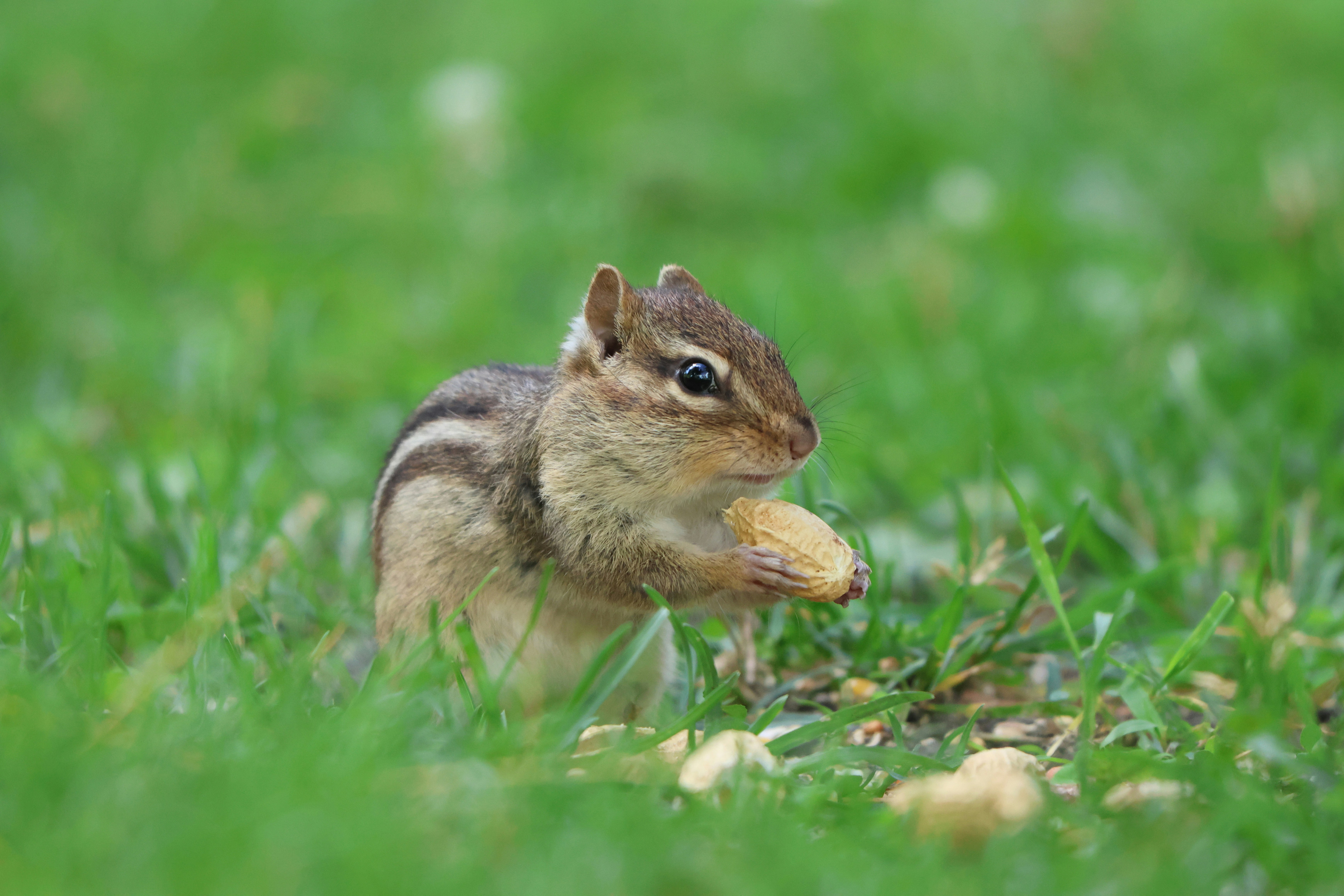Chipmunk Snacking in a Quiet Green Lawn