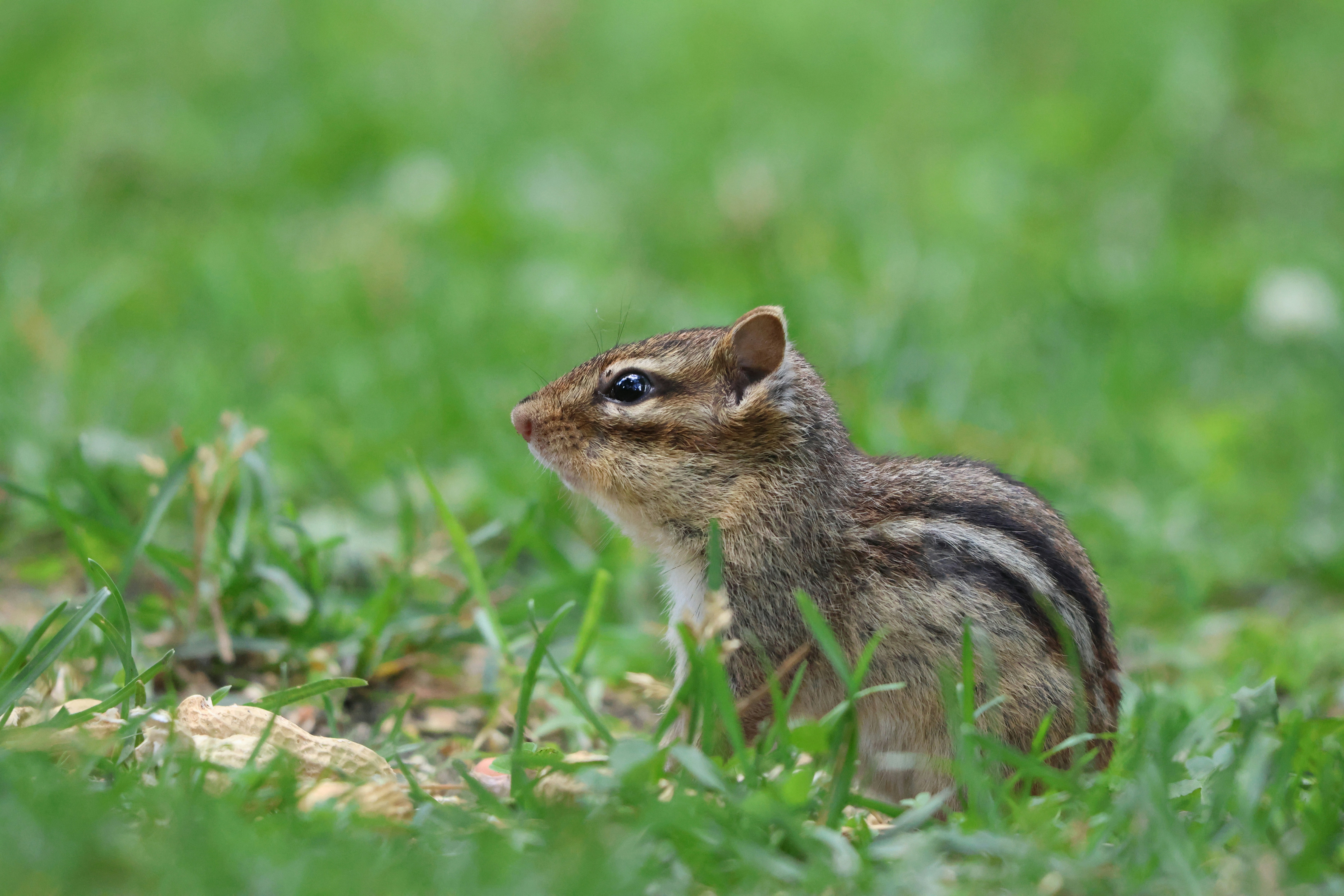 Gray Squirr el in Grass: Quiet Grassland Watch