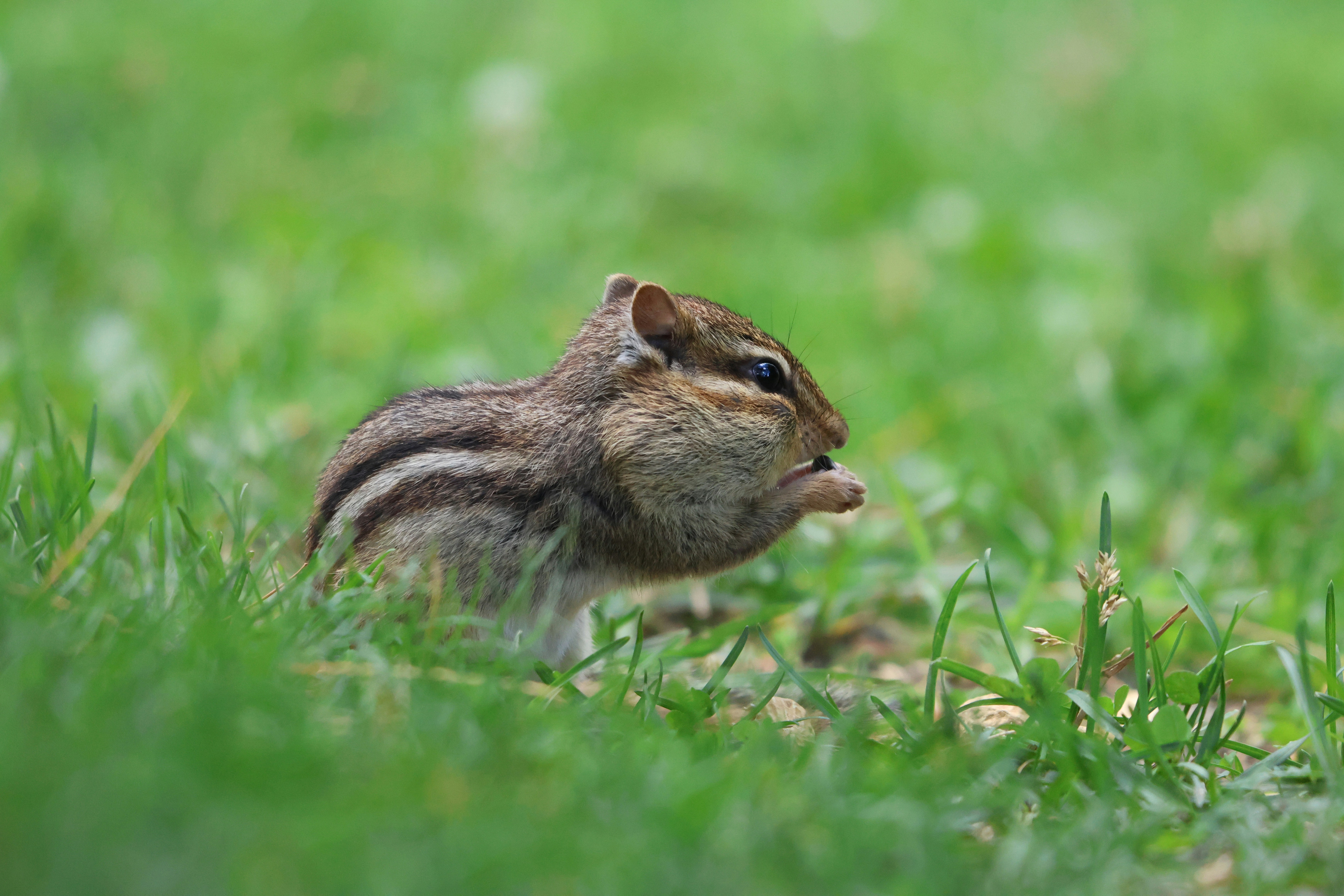 Chipmunk Pause: Nut Cradled in a Quiet Meadow
