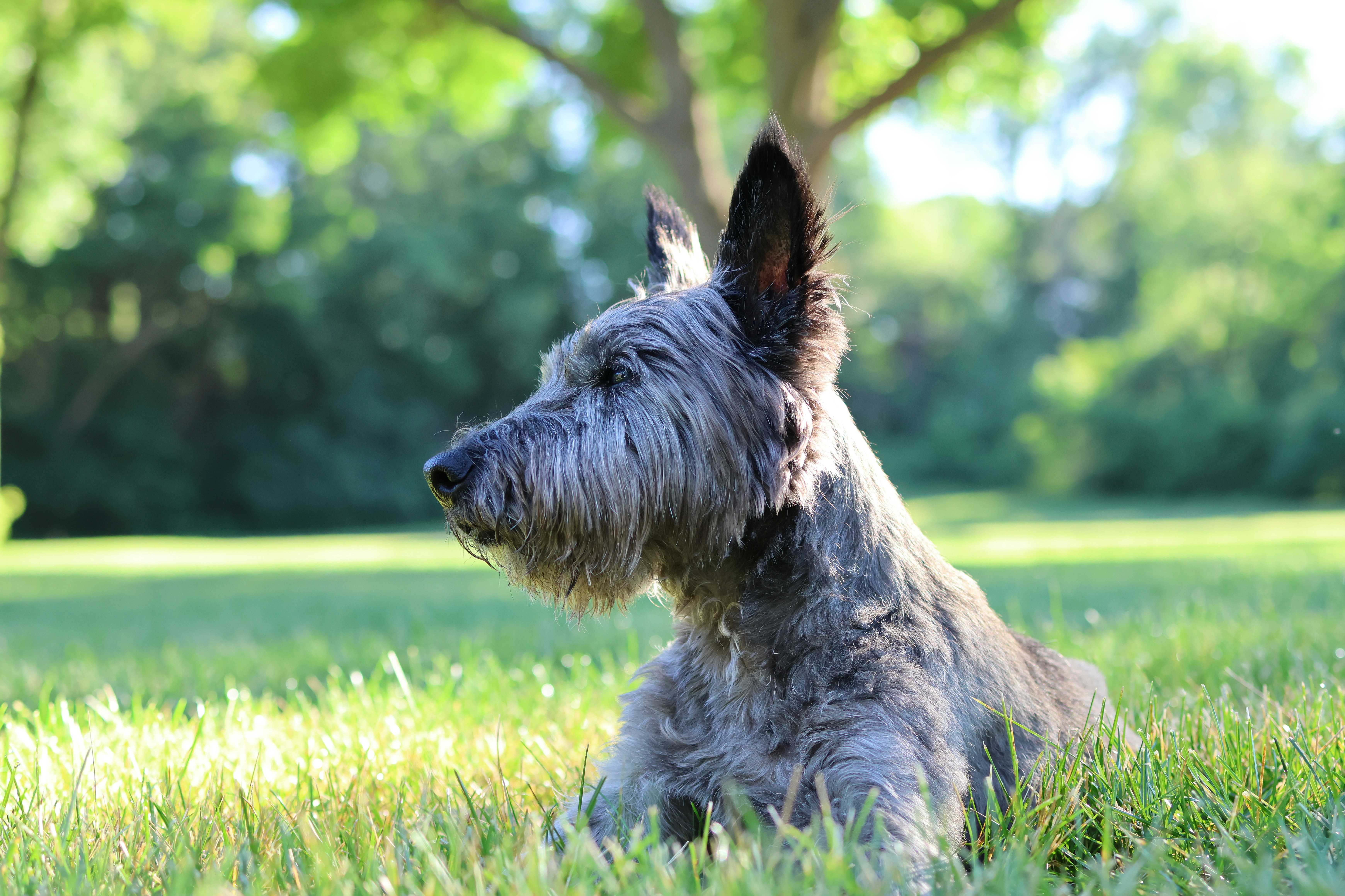 Loyal Observer of the Sunlit Field