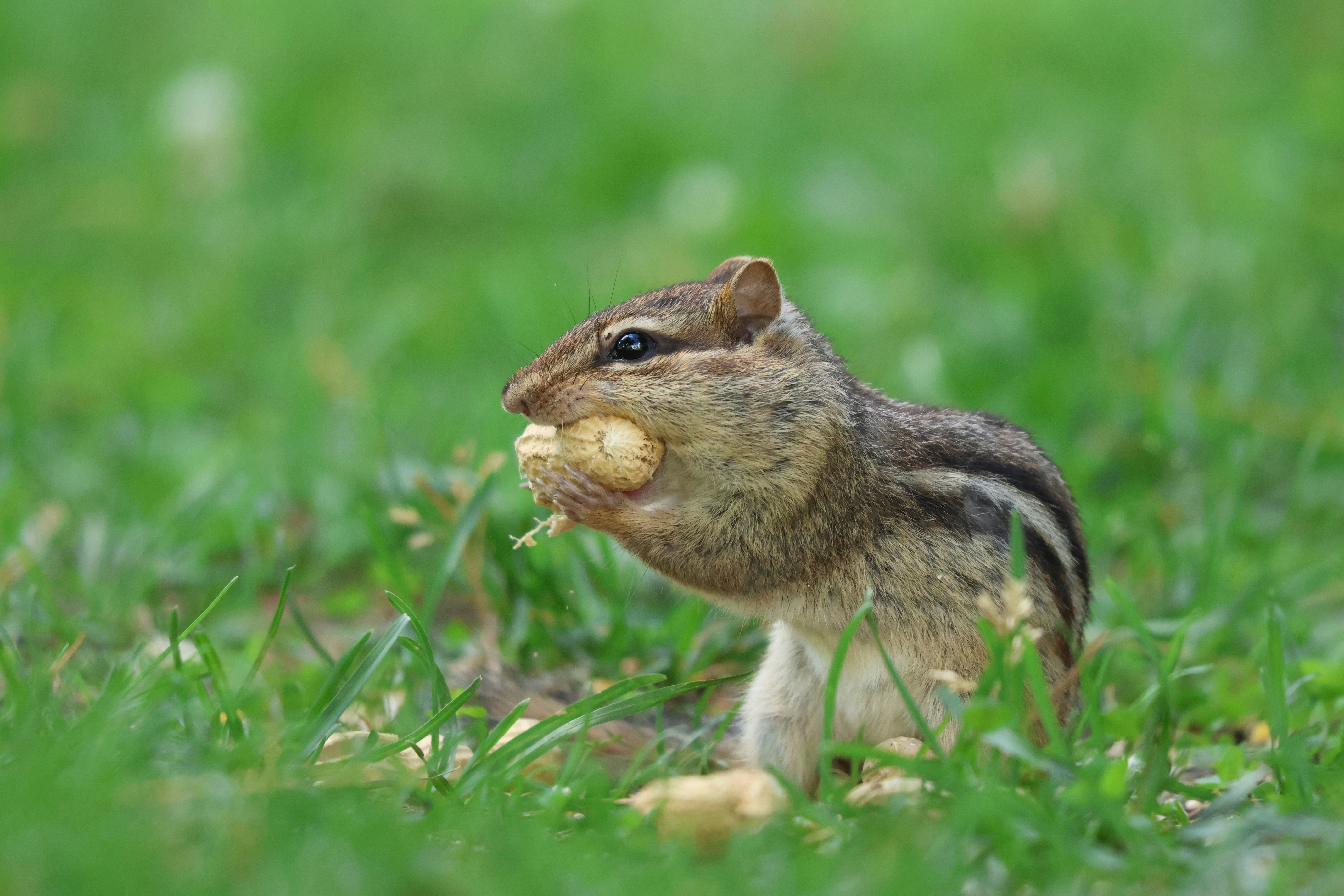Nut-Curled Vigil: A Chipmunk-like Squirrel Amid Fresh Spring Grass