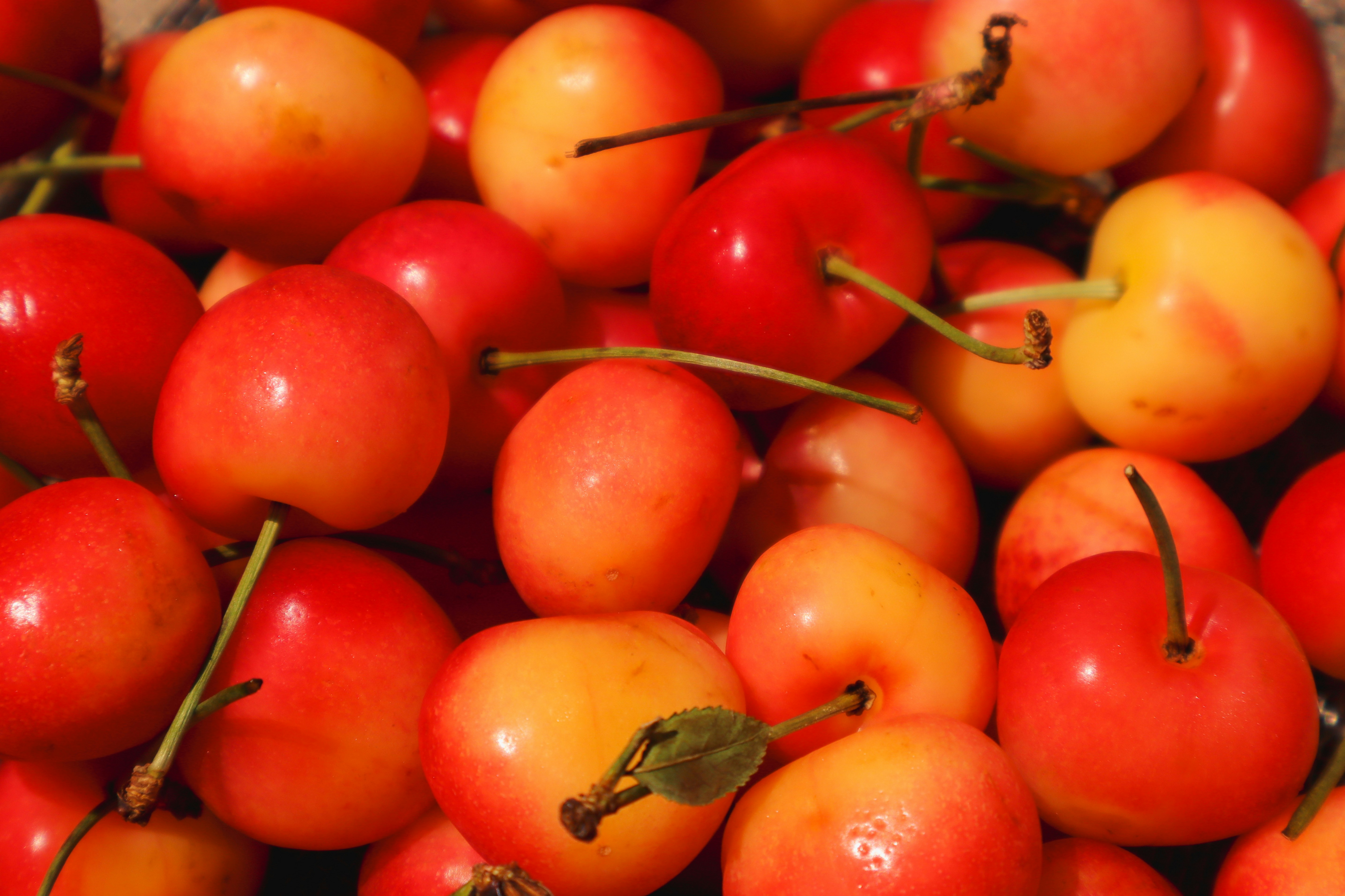 Bright cherries fill the frame with glossy red and yellow skins, creating a dense, appetizing still life composition.