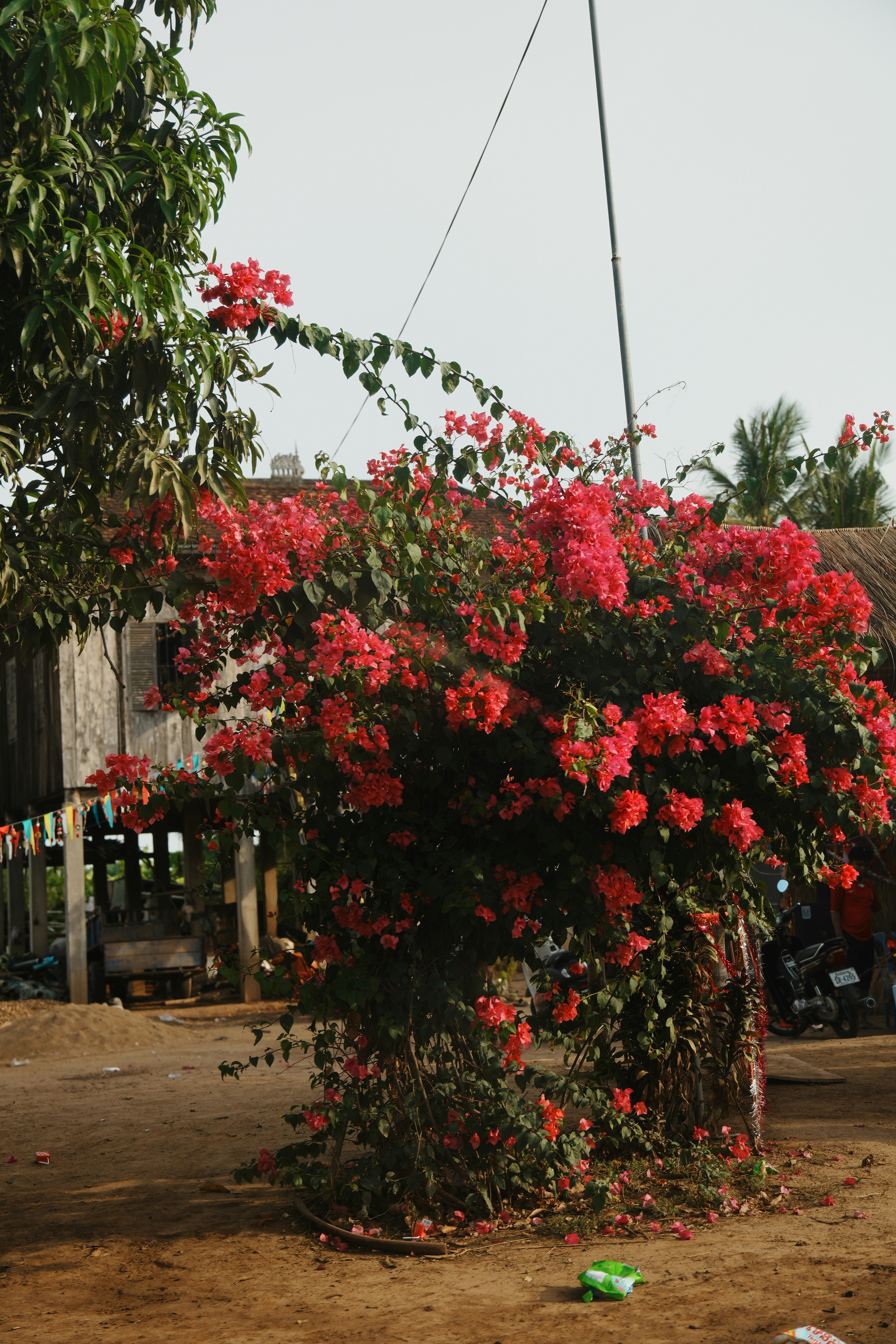 Bougainvillea Bloom Beneath a Cableline