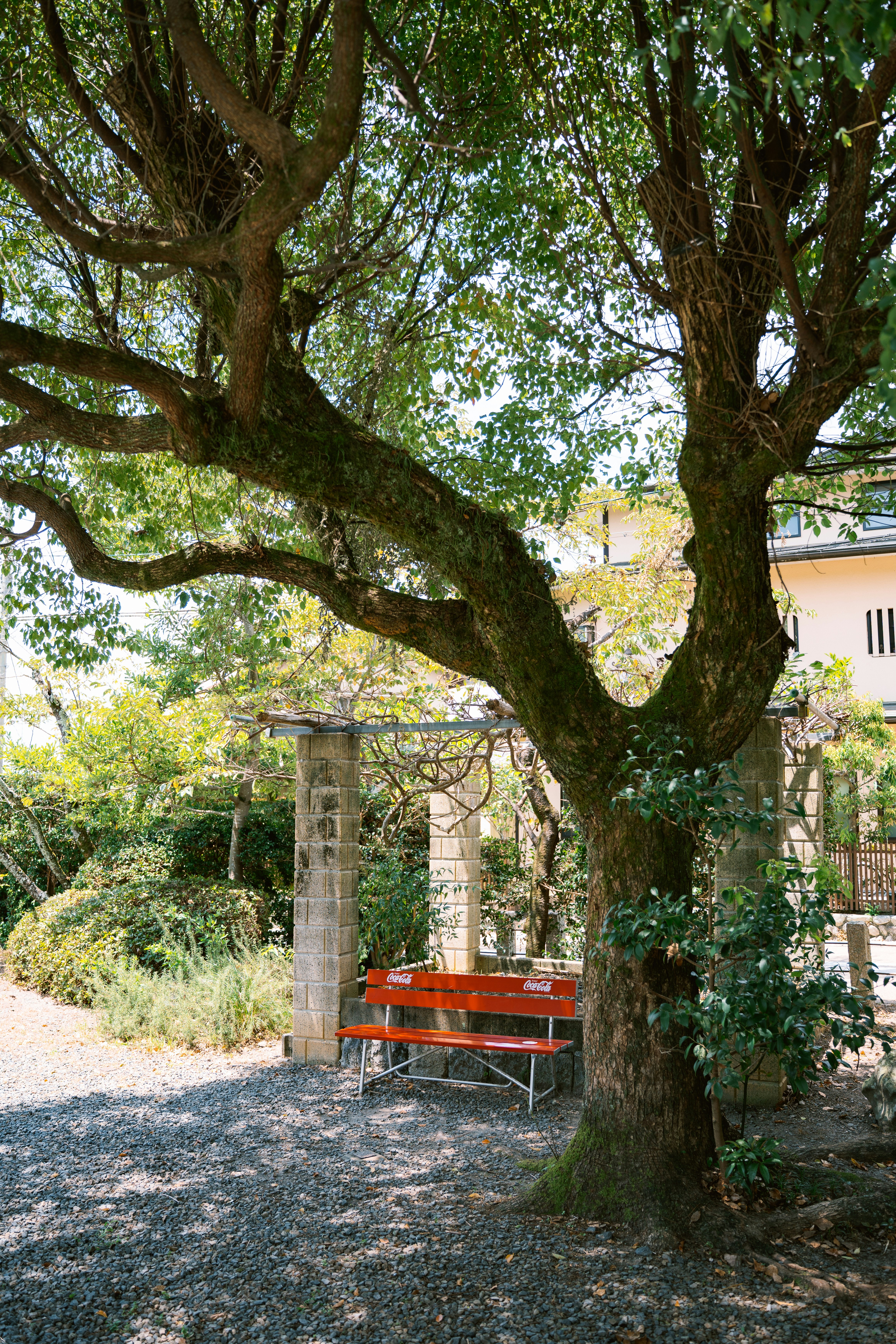 Sunlit Canopy Over a Quiet Bench
