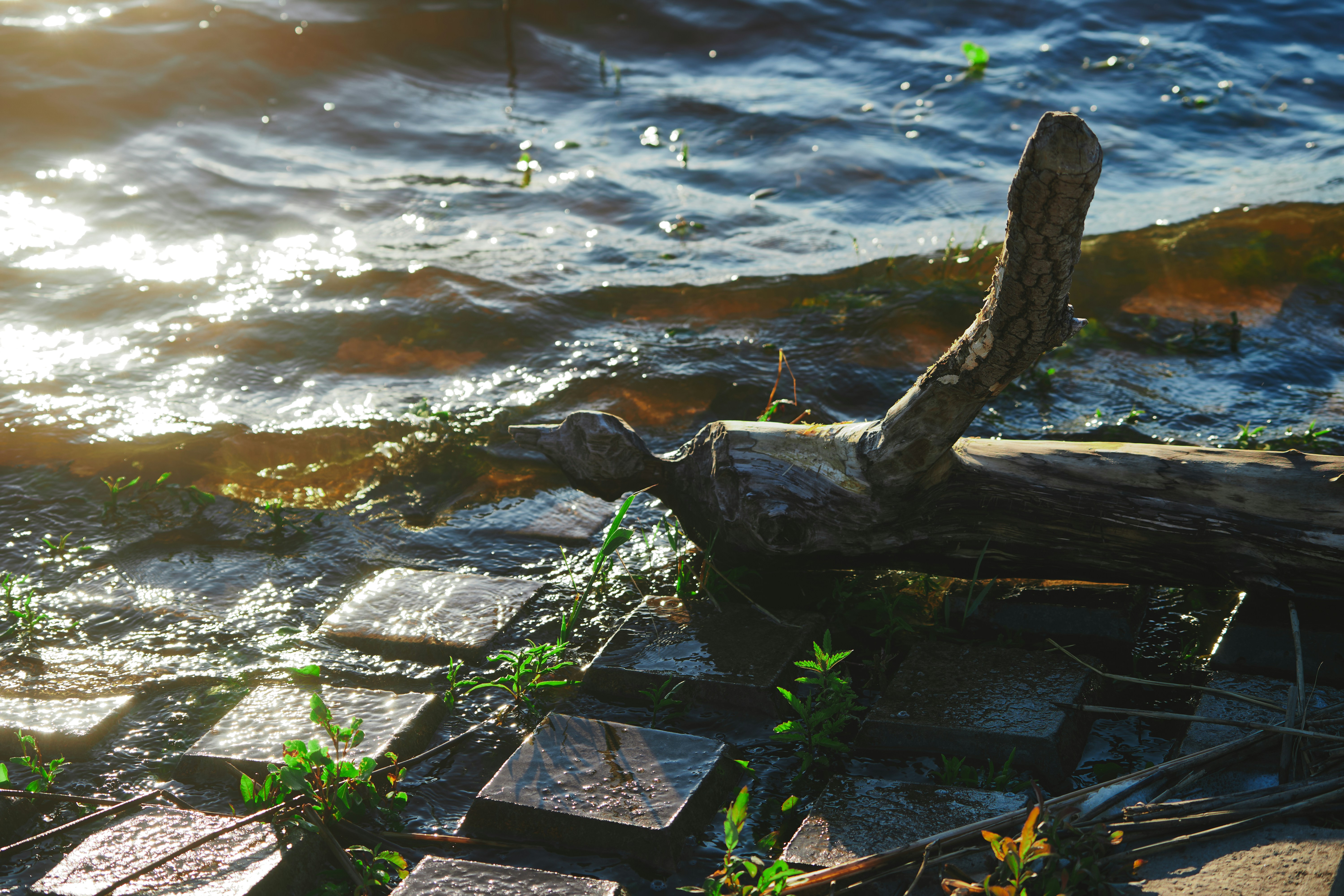 Driftwood on Weathered Steps by Sunlit Shore