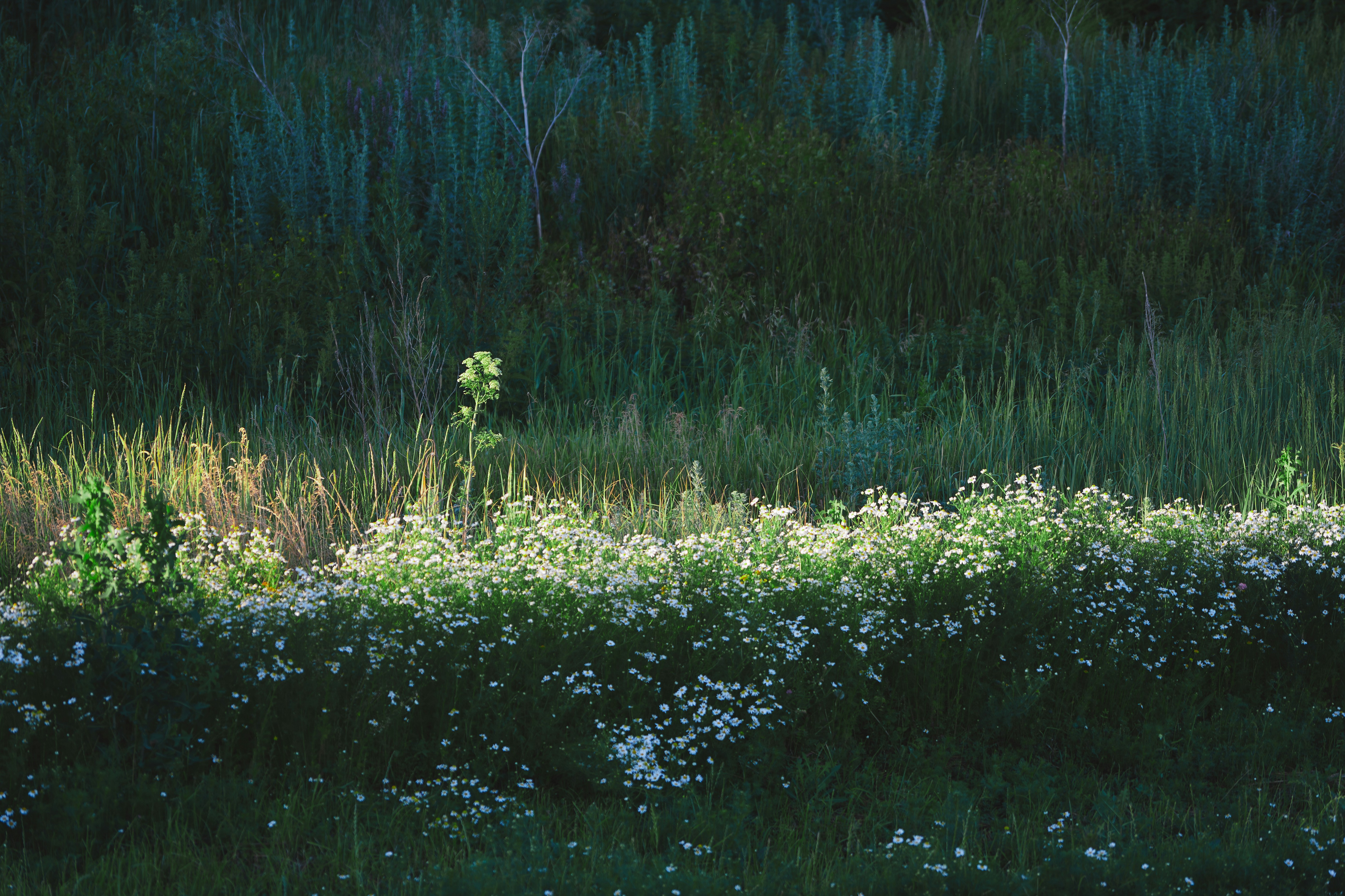 Dappled Wildflower Verge at Edge of a Shadowed Forest