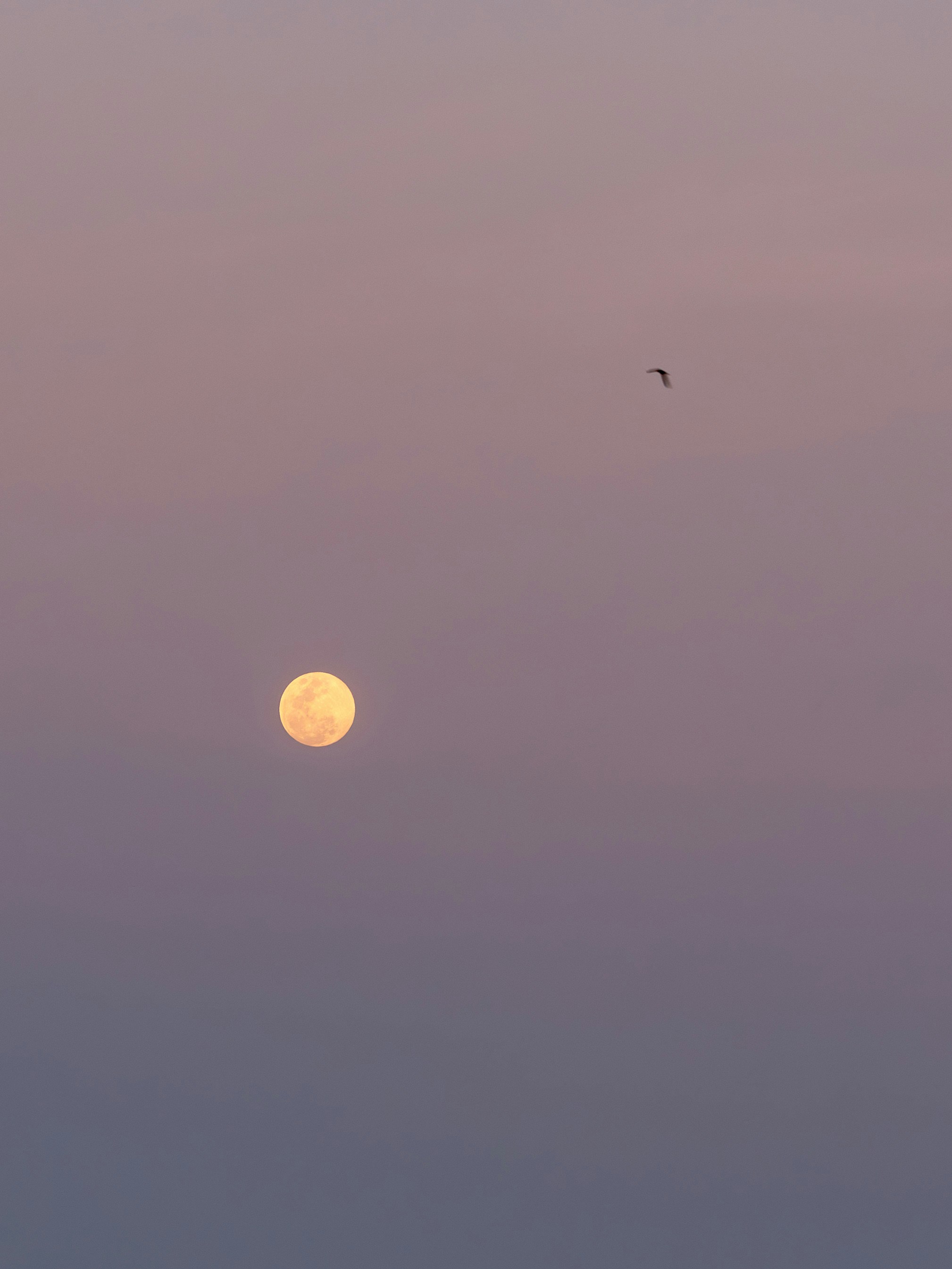 Moonrise Over a Quiet Horizon with a Free-Flying silhouette