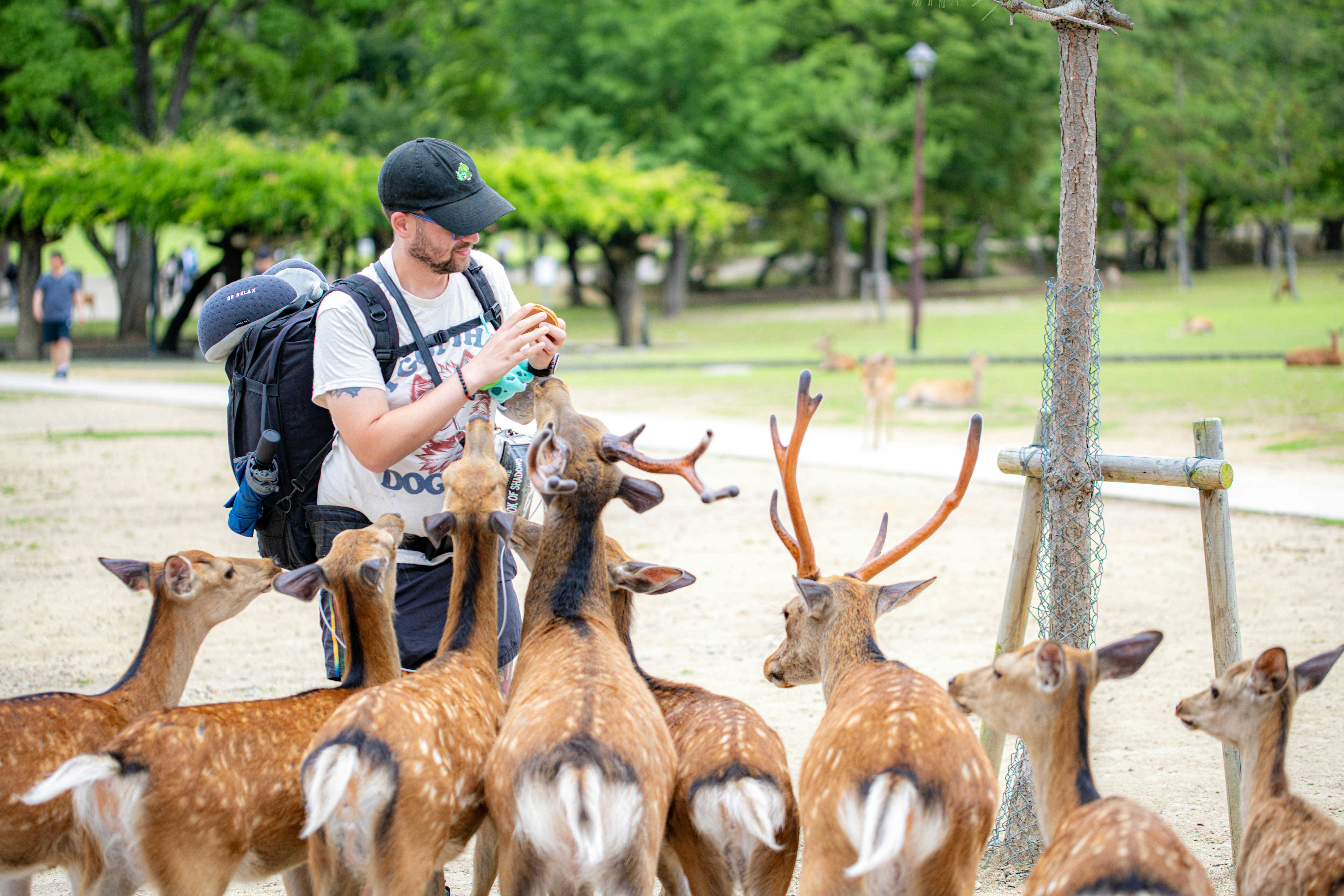 Feeding Time: A Photographer Hand-in-Feed with a Herd of Deer