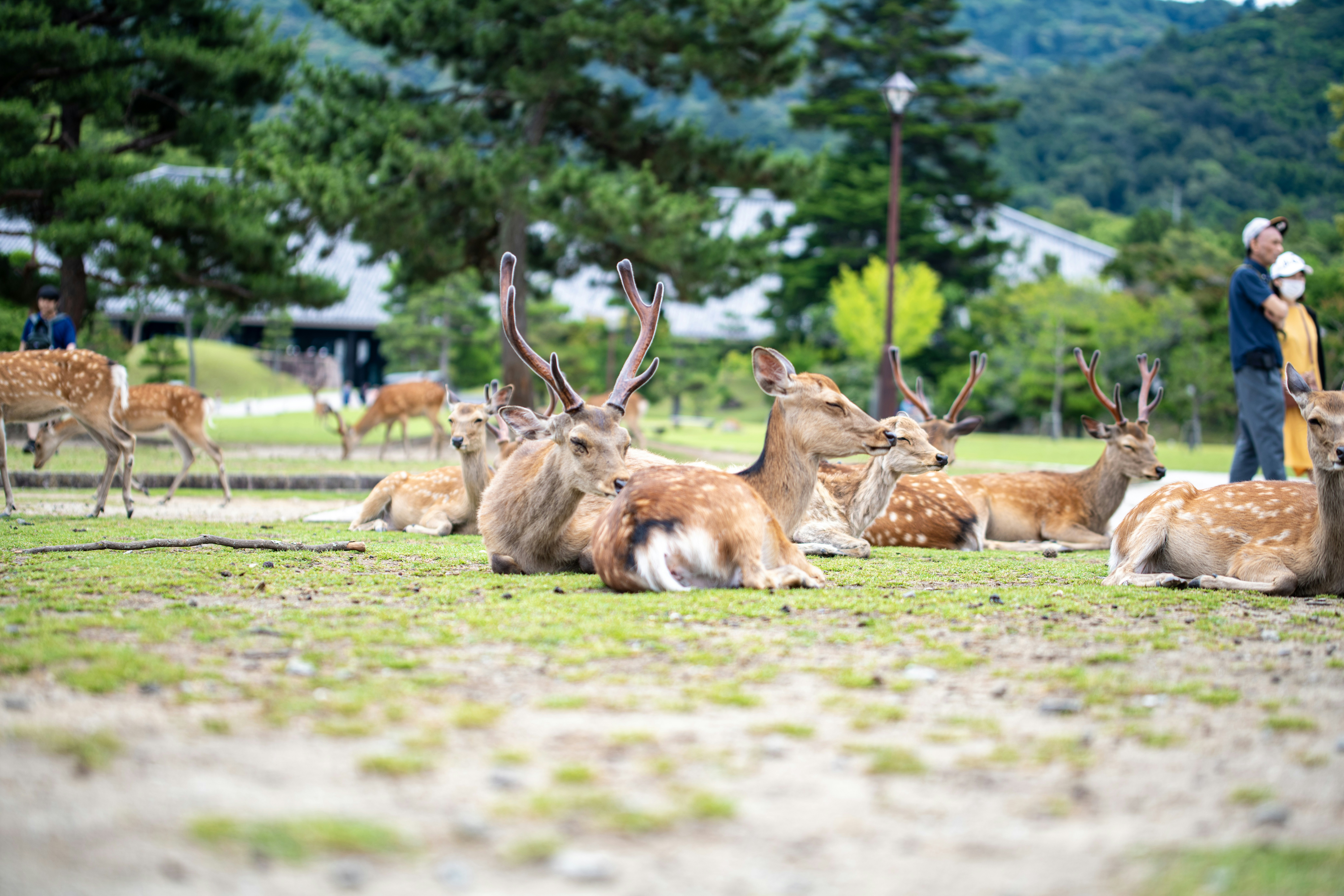 Quiet Herd Resting Under a Parky Sky