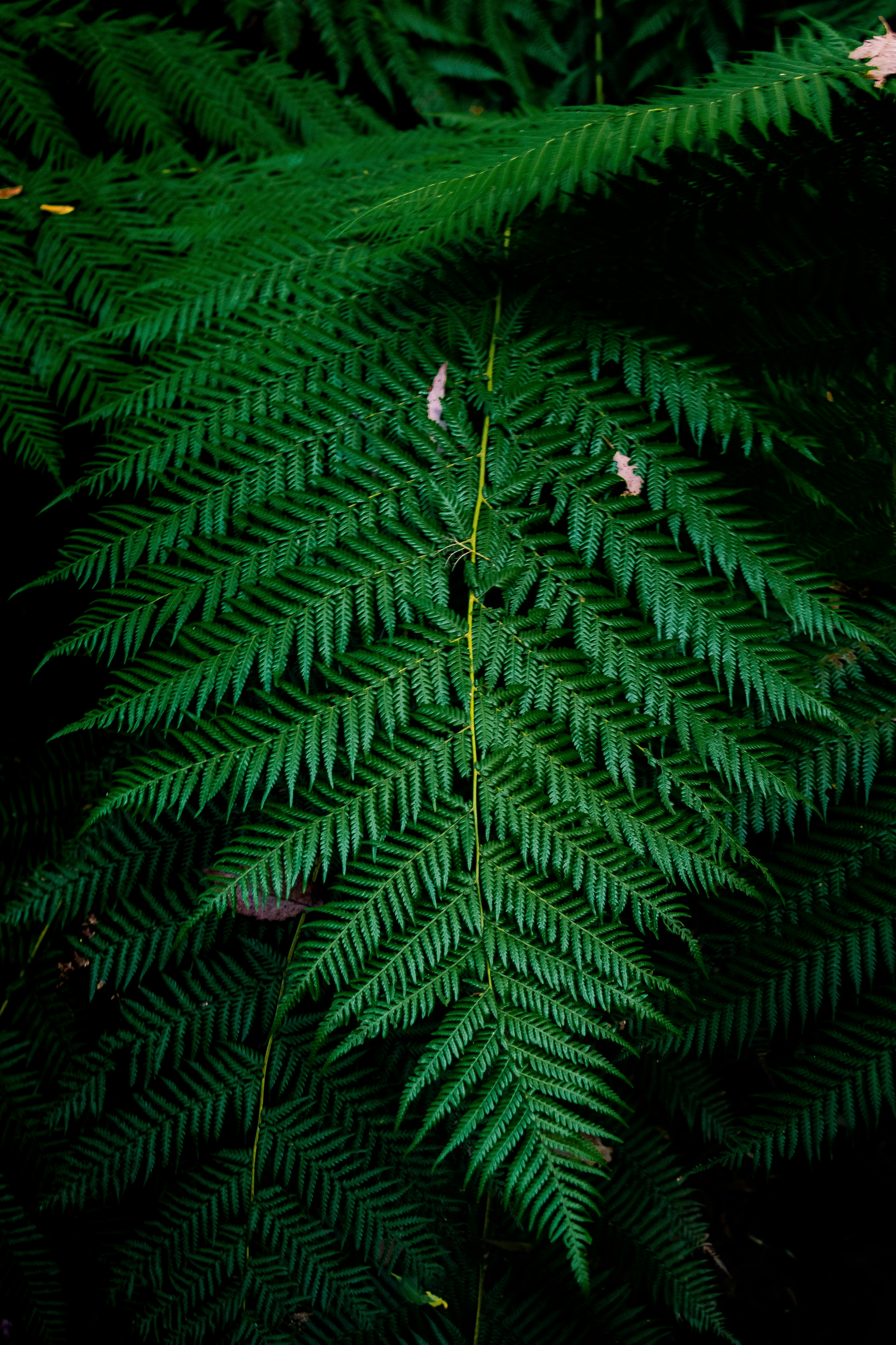 Close-up of vibrant green fern fronds with intricate leaflets, creating a textured natural tapestry.