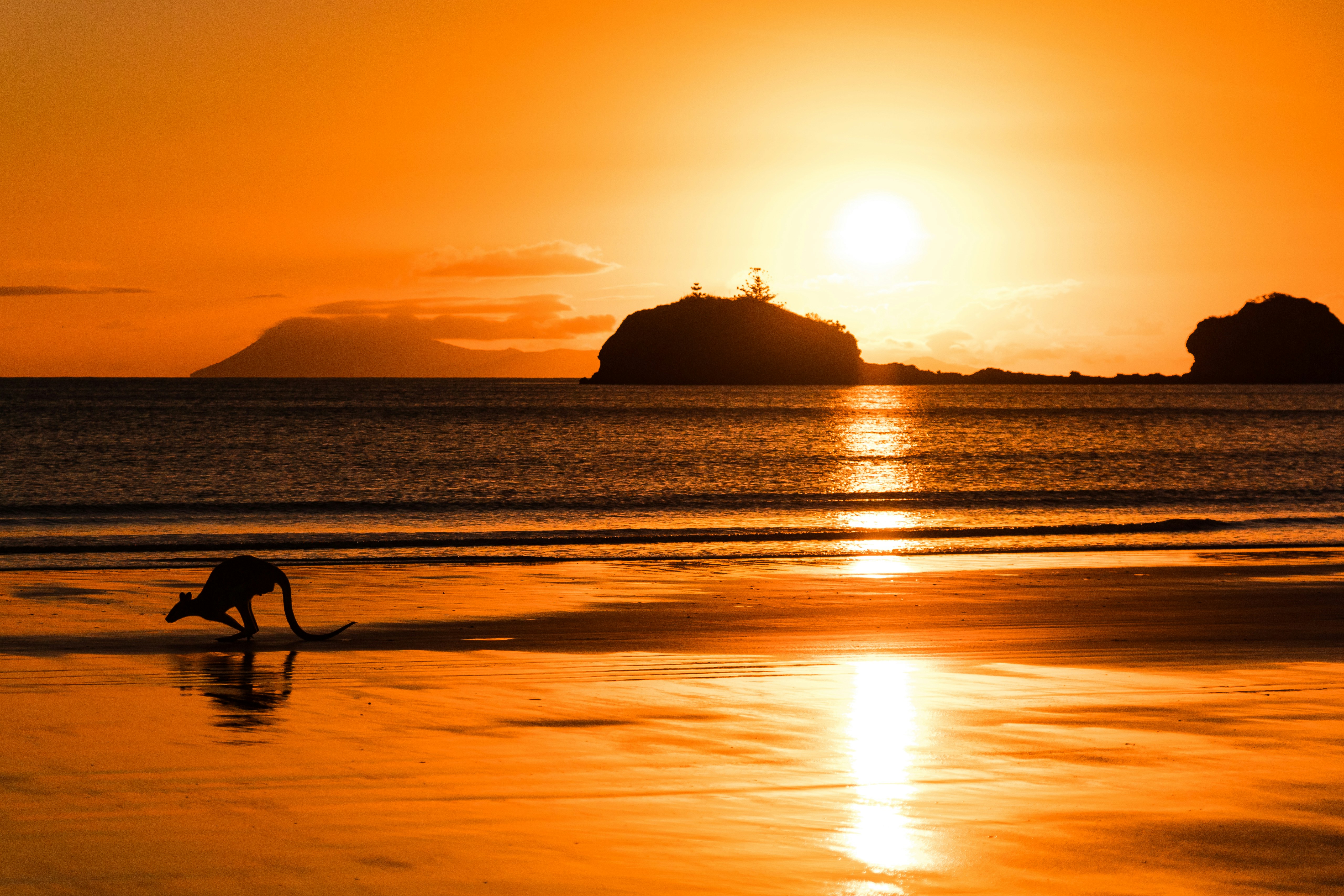 Silhouetted Oasi: A Seaside Sundown with a lone Bird