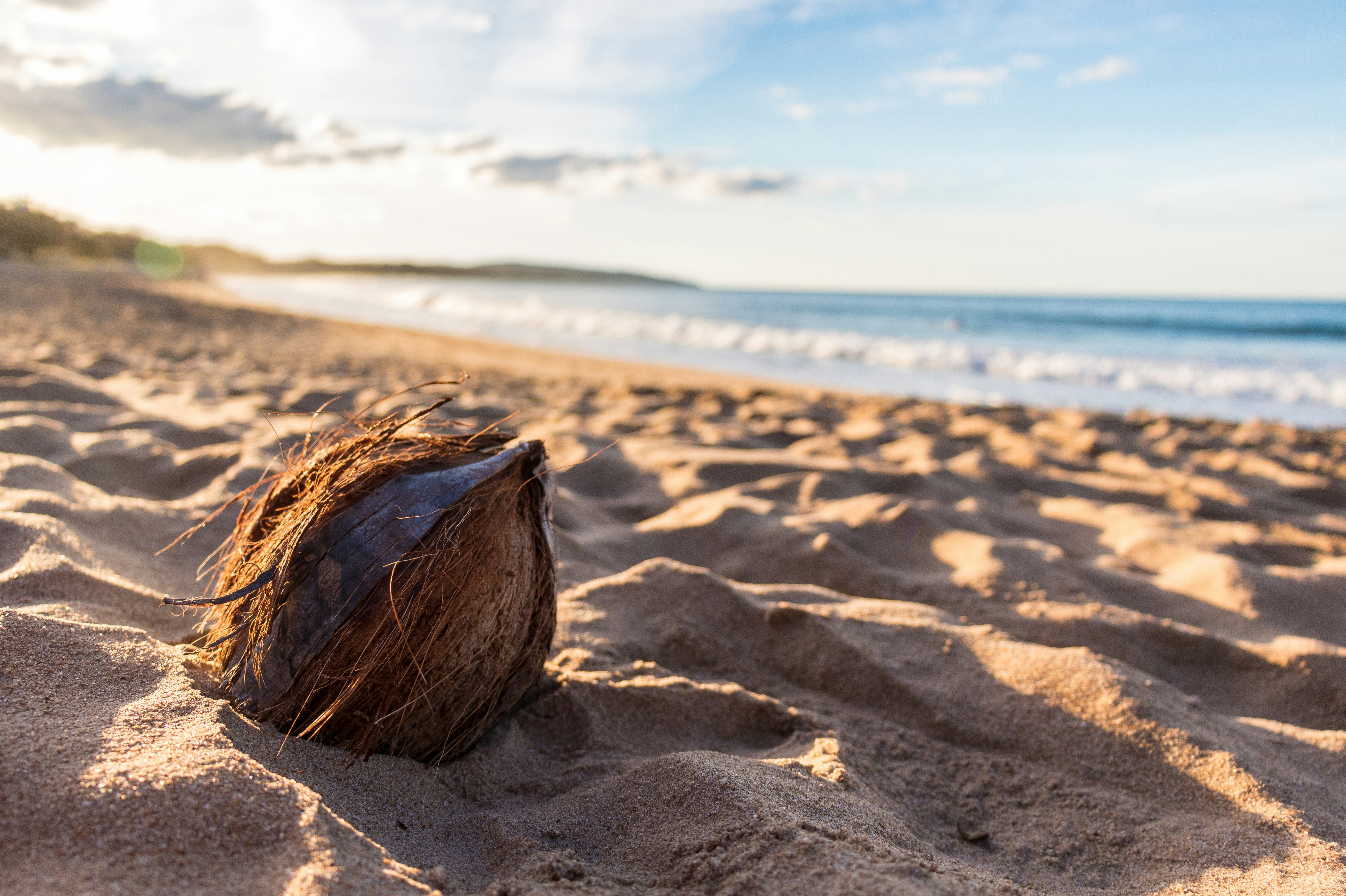 Coconut on the Wind-Scuffed Beach at Golden Hour