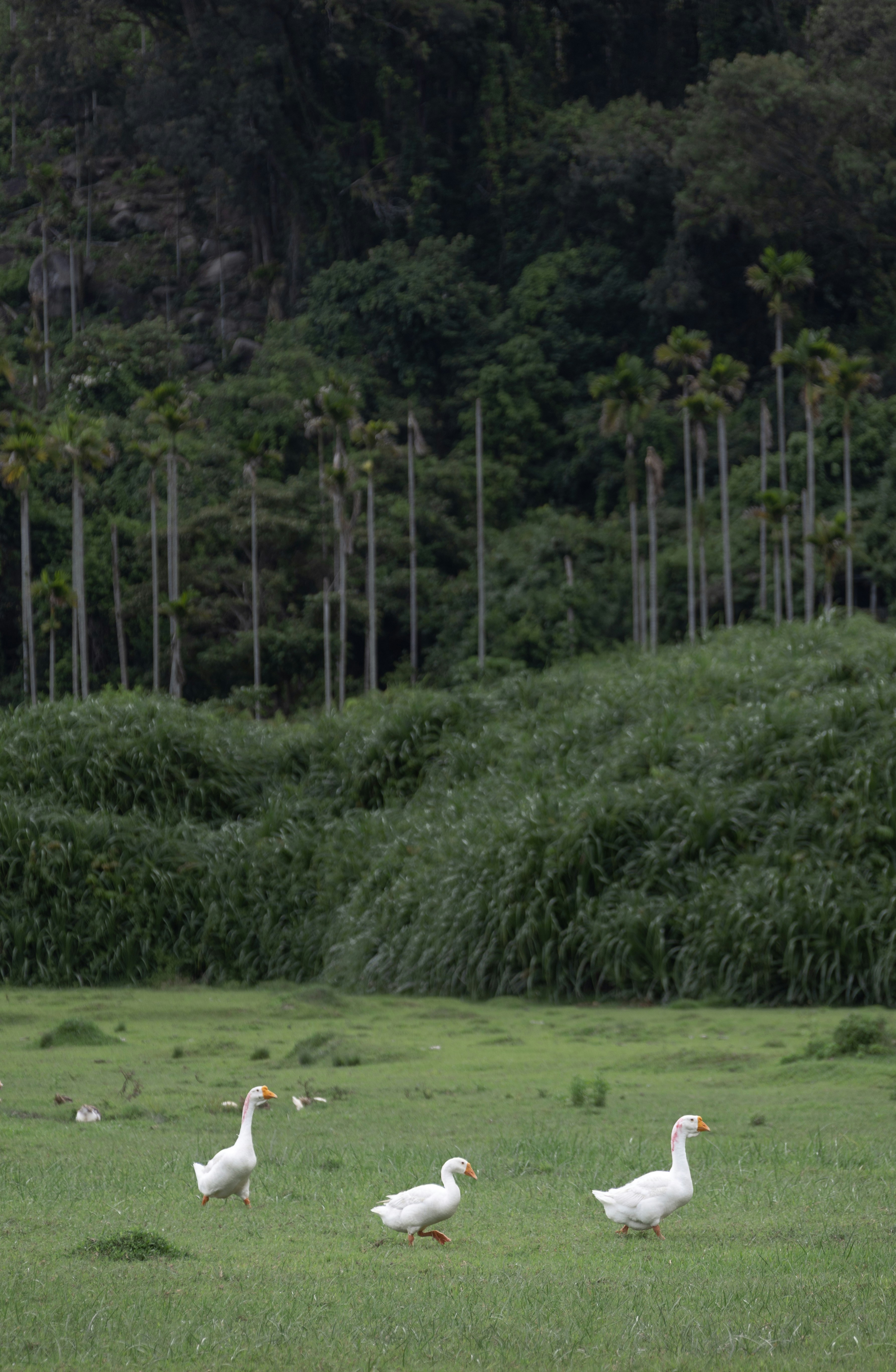 Three white geese grazing as a forested backdrop fades into a field of green